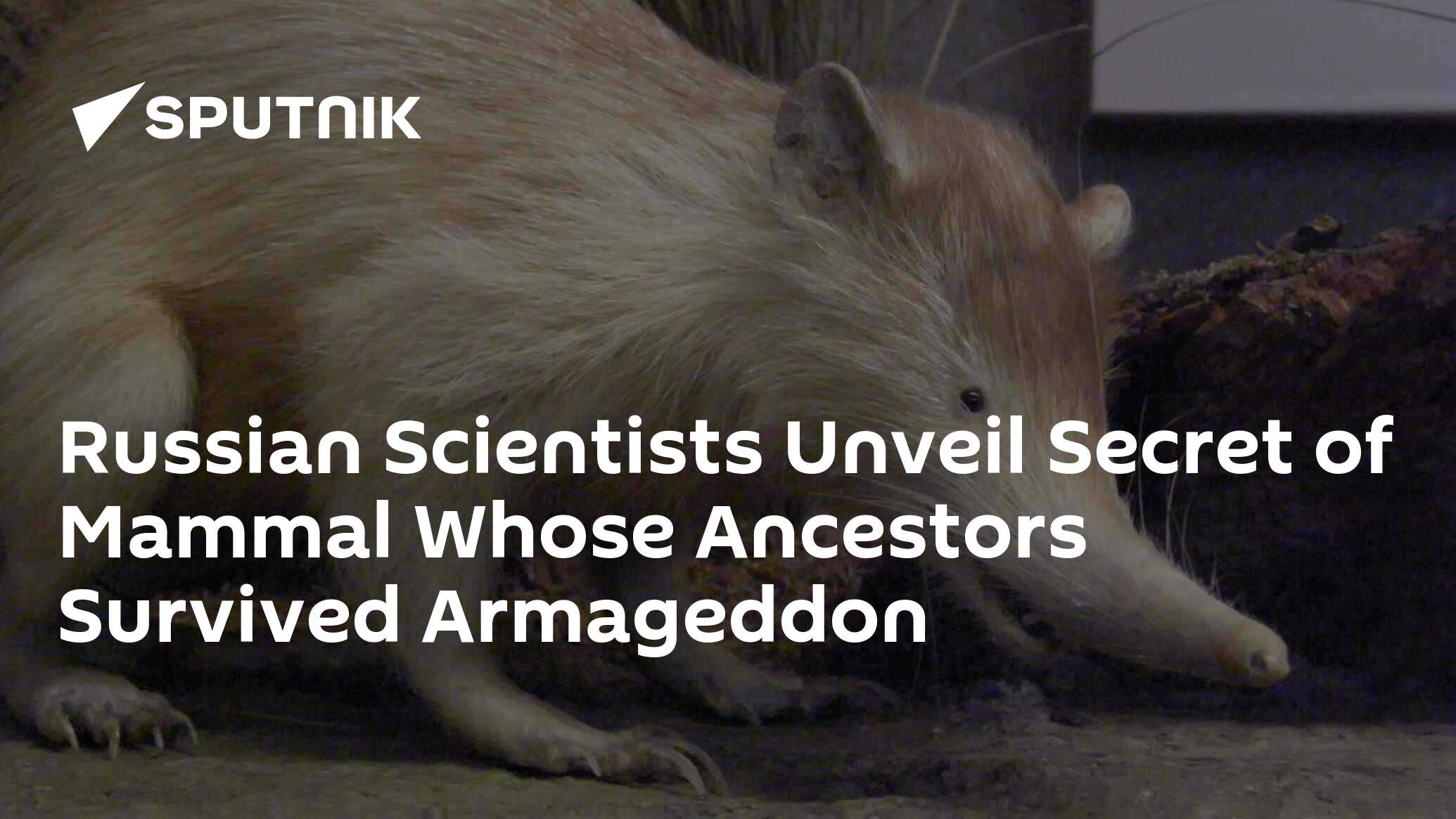 Russian Scientists Unveil Secret of Mammal Whose Ancestors Survived ...