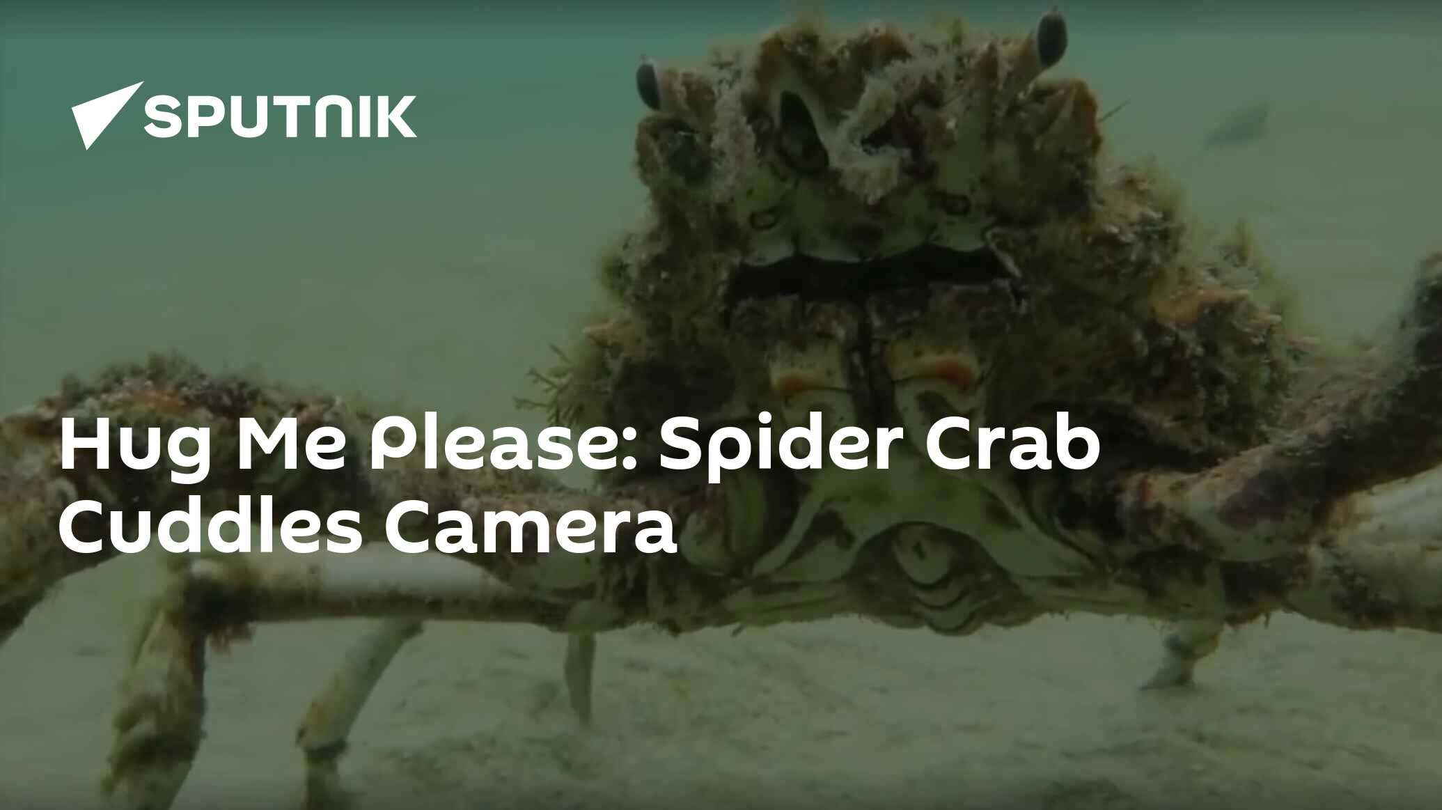 Hug Me Please: Spider Crab Cuddles Camera - 09.04.2018, Sputnik ...