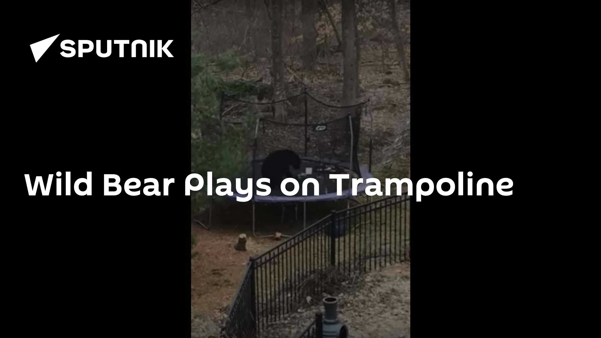 Wild Bear Plays on Trampoline - 14.04.2018, Sputnik International