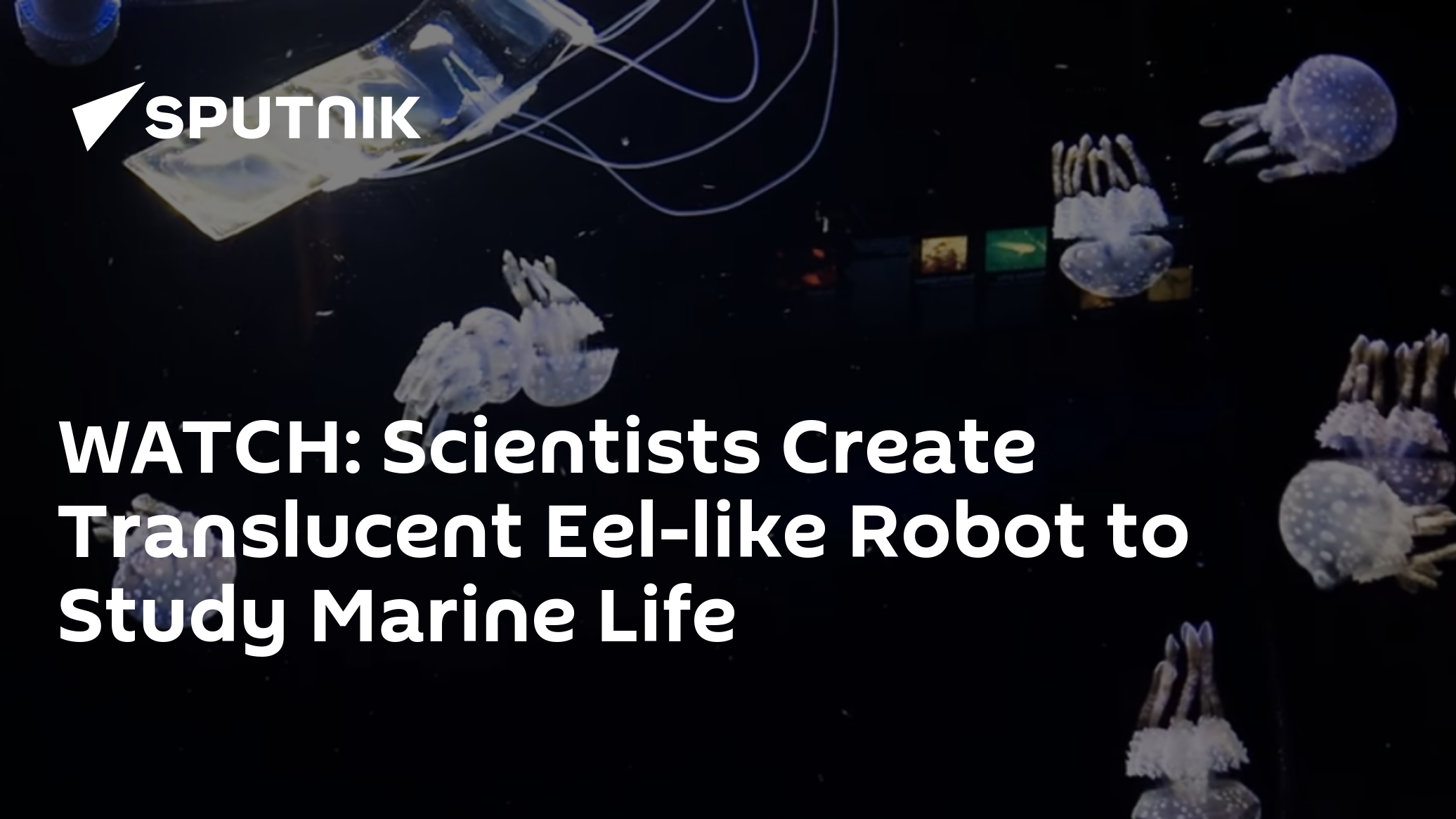 WATCH: Scientists Create Translucent Eel-like Robot to Study Marine ...