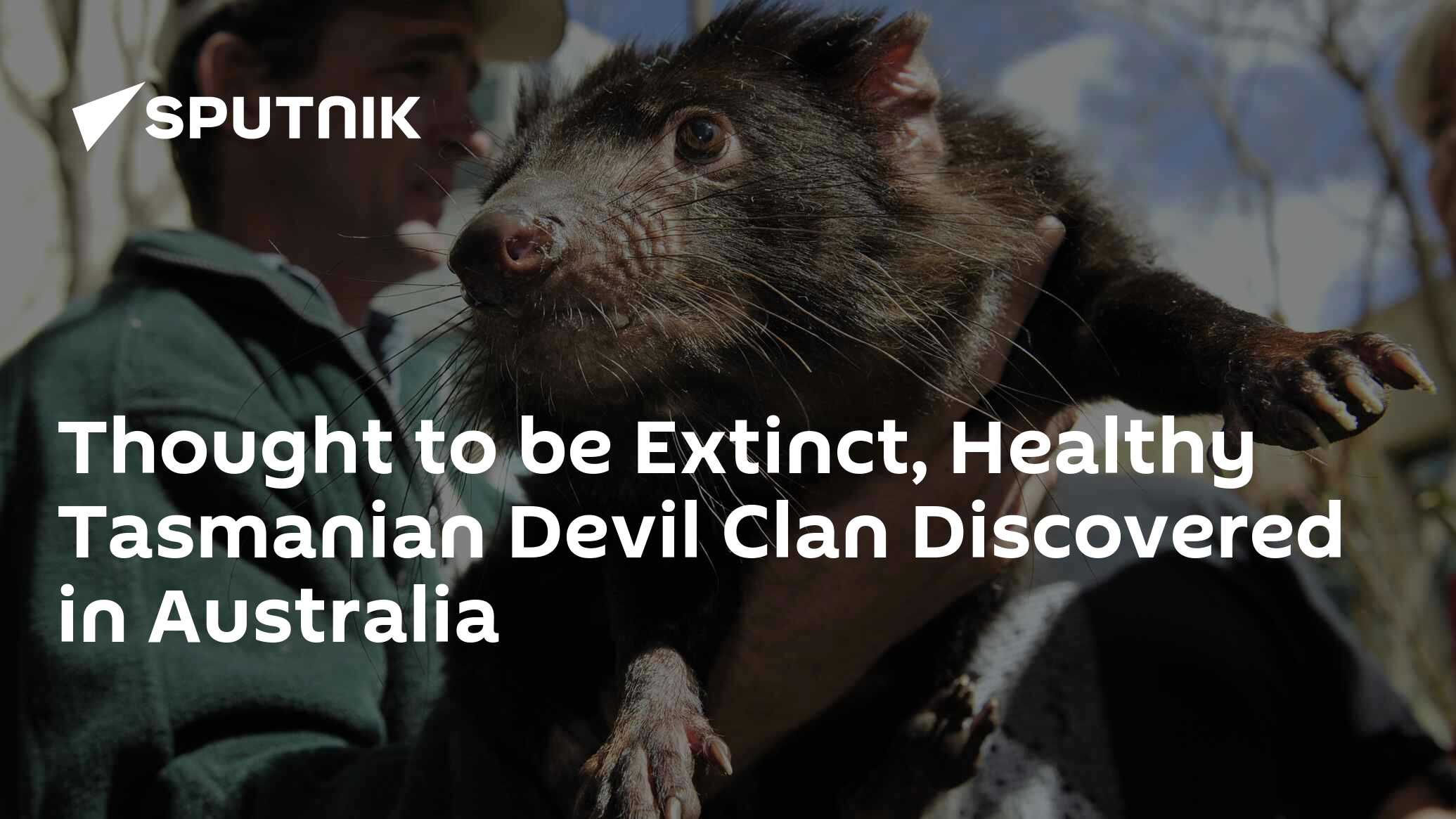 Thought to be Extinct, Healthy Tasmanian Devil Clan Discovered in ...
