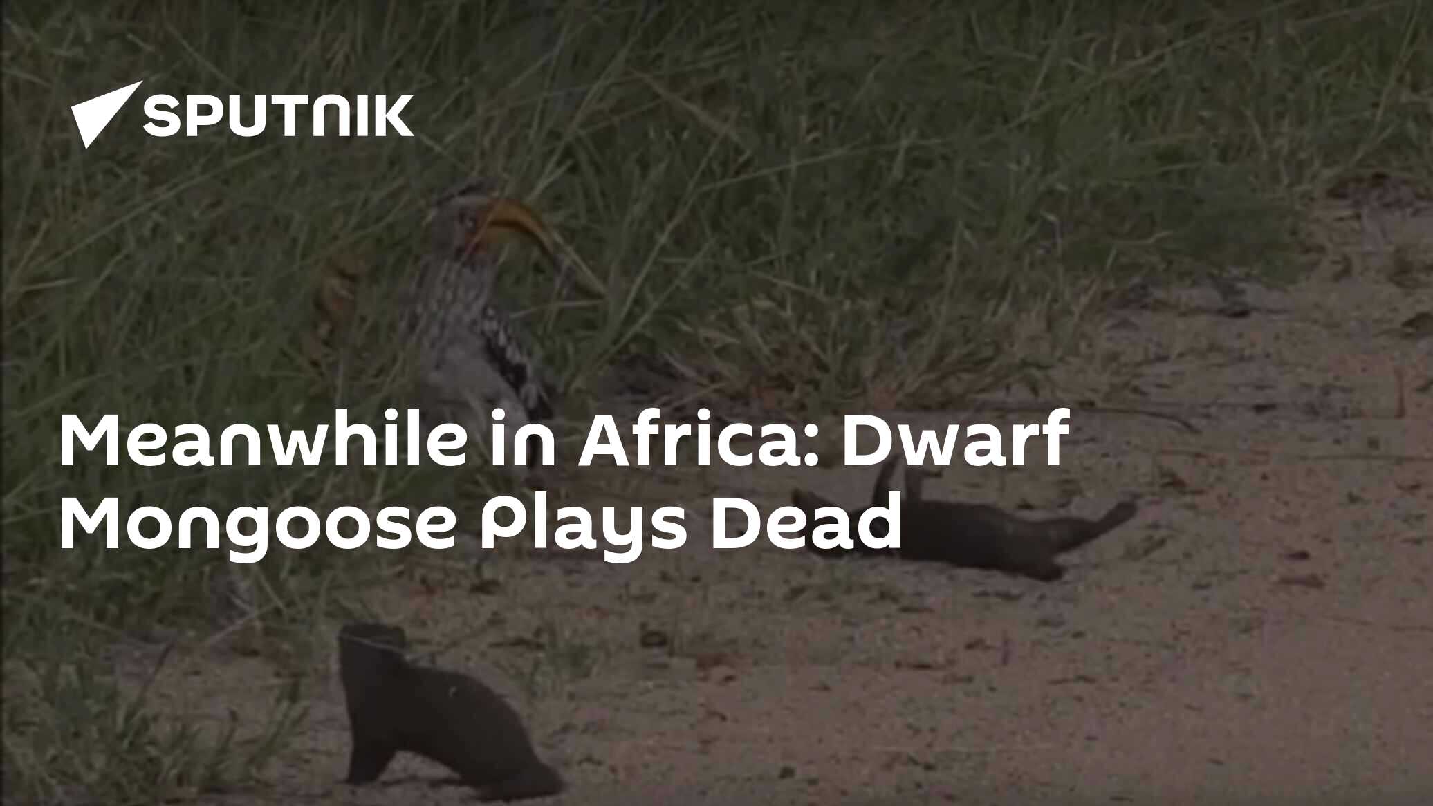 Meanwhile in Africa: Dwarf Mongoose Plays Dead - 30.04.2018, Sputnik ...