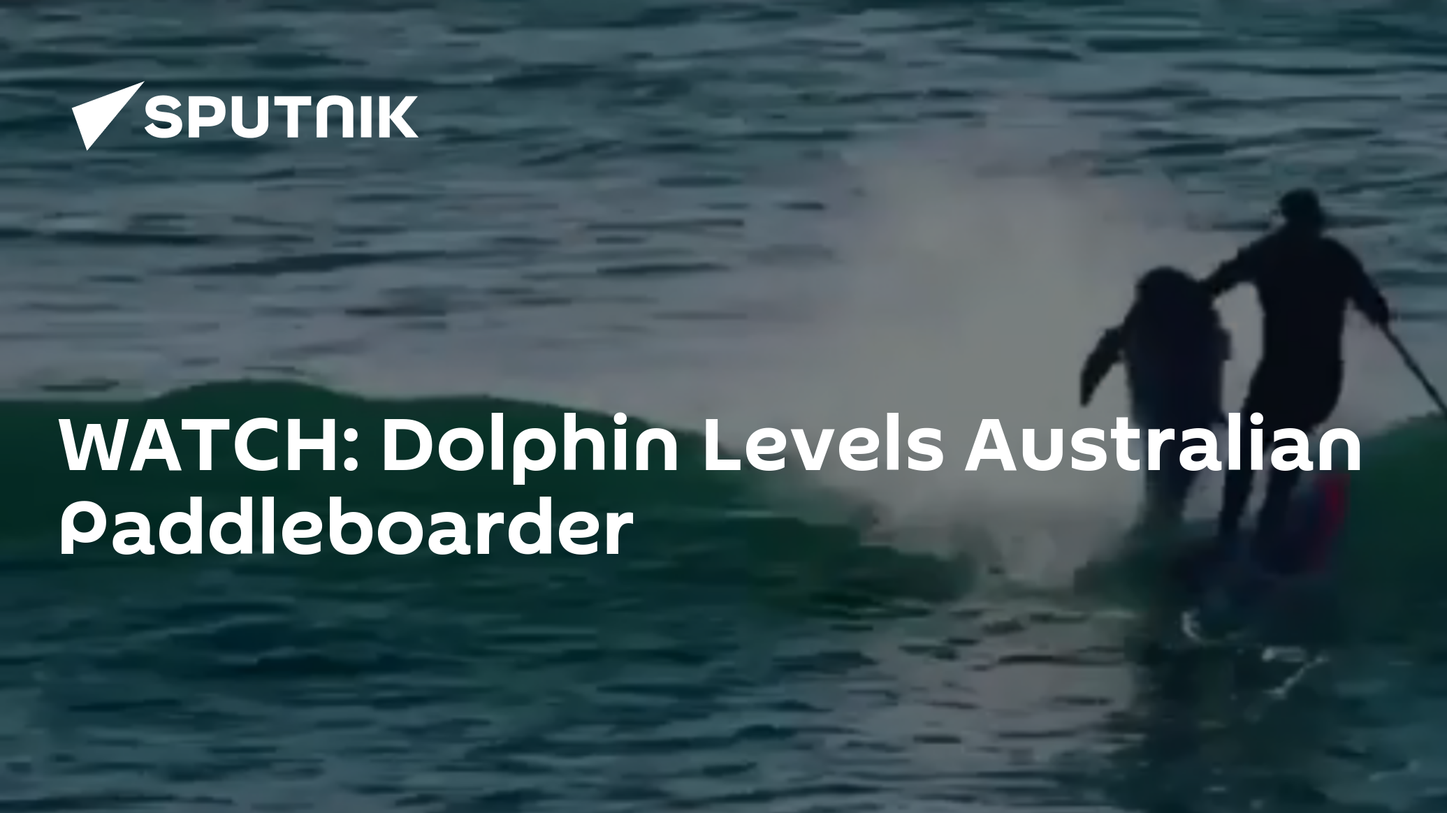 WATCH: Dolphin Levels Australian Paddleboarder - 30.04.2018, Sputnik ...