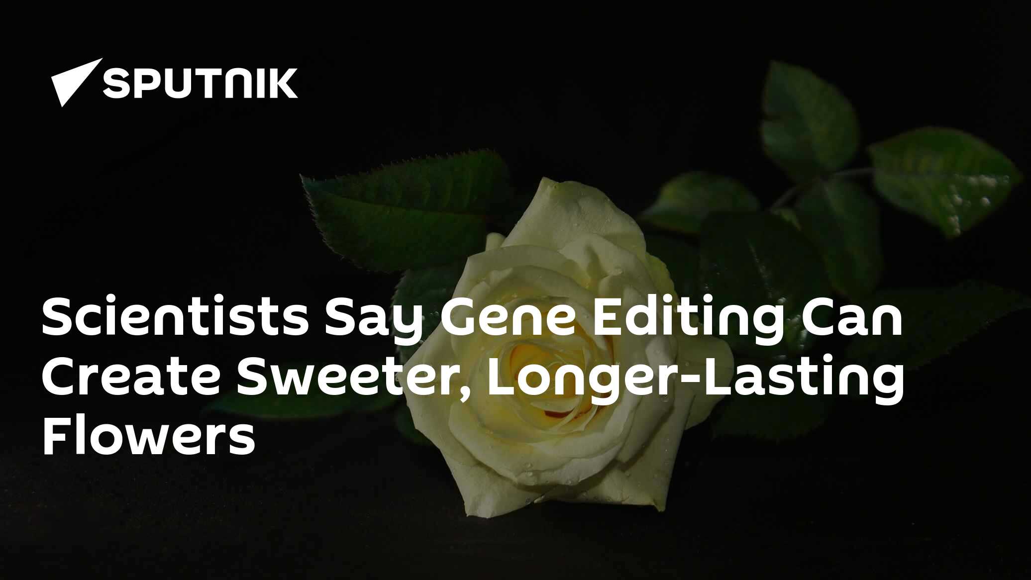 Scientists Say Gene Editing Can Create Sweeter, Longer-Lasting Flowers ...
