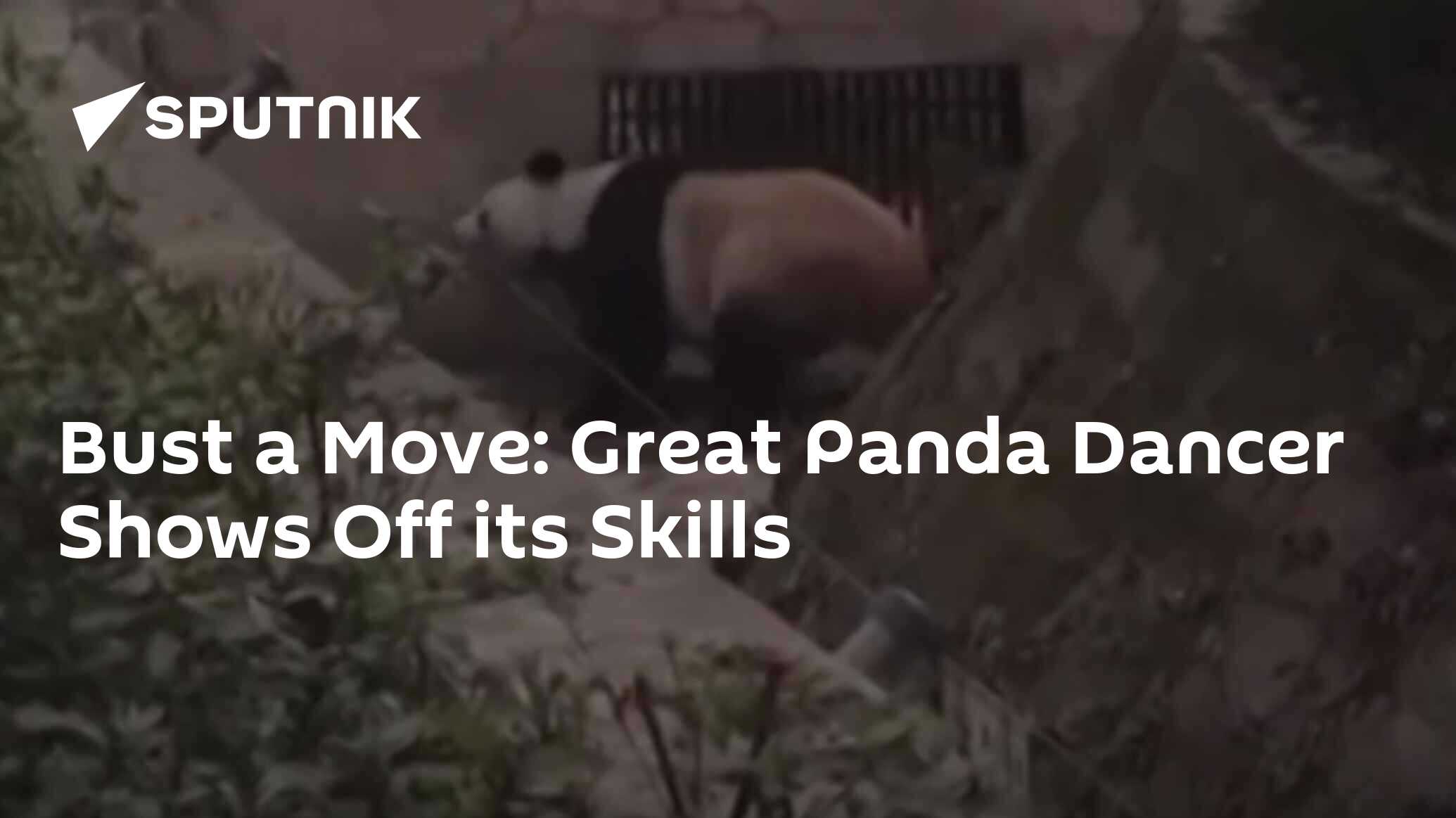 Bust a Move: Great Panda Dancer Shows Off its Skills - 02.05.2018 ...