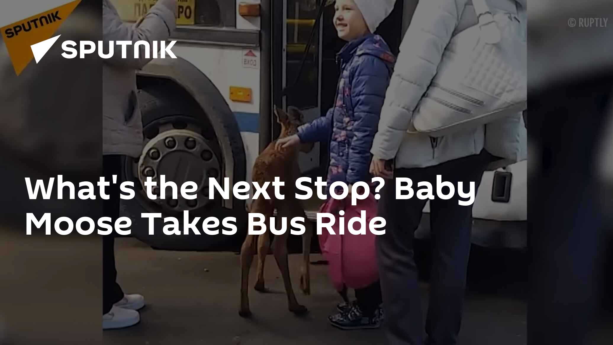 What's the Next Stop? Baby Moose Takes Bus Ride - 05.05.2018, Sputnik ...