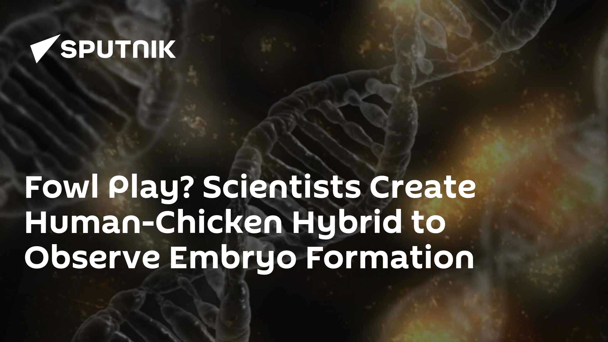 Fowl Play? Scientists Create Human-Chicken Hybrid to Observe Embryo ...