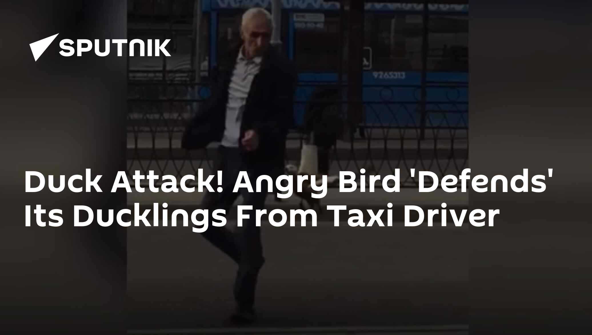 Duck Attack! Angry Bird 'Defends' Its Ducklings From Taxi Driver - 04. ...