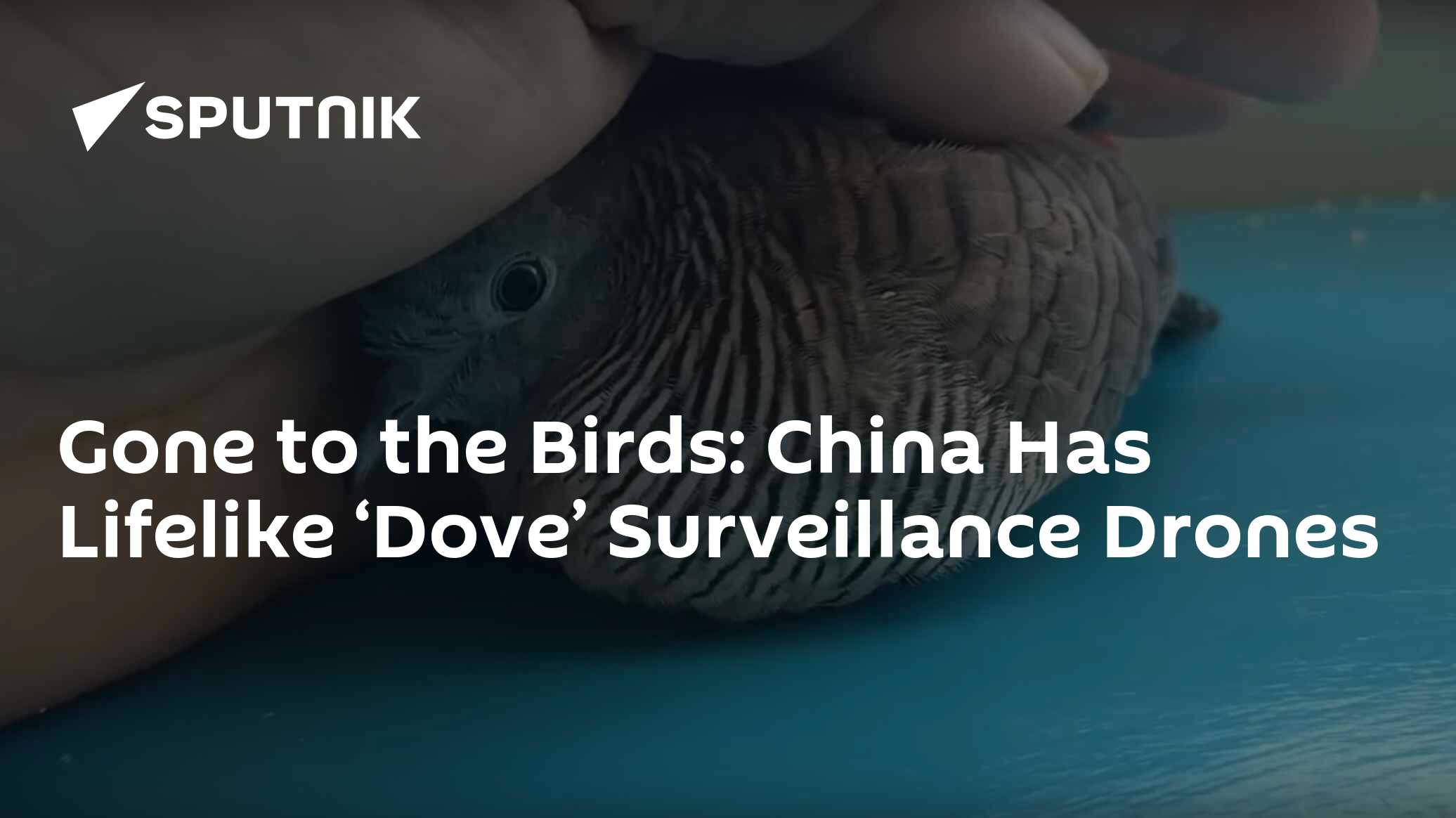 Gone to the Birds: China Has Lifelike ‘Dove’ Surveillance Drones - 24. ...