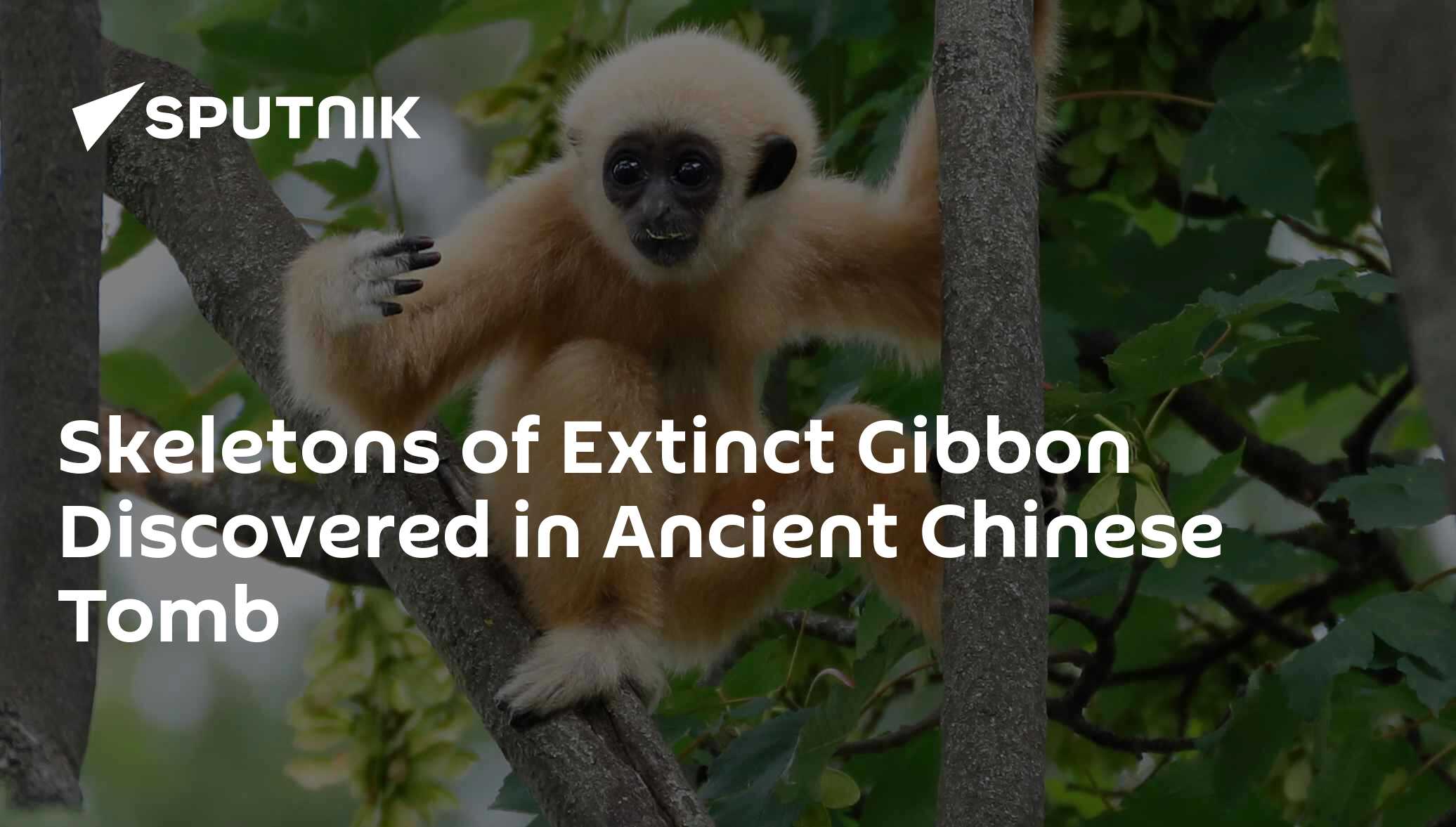 Skeletons of Extinct Gibbon Discovered in Ancient Chinese Tomb - 30.06. ...