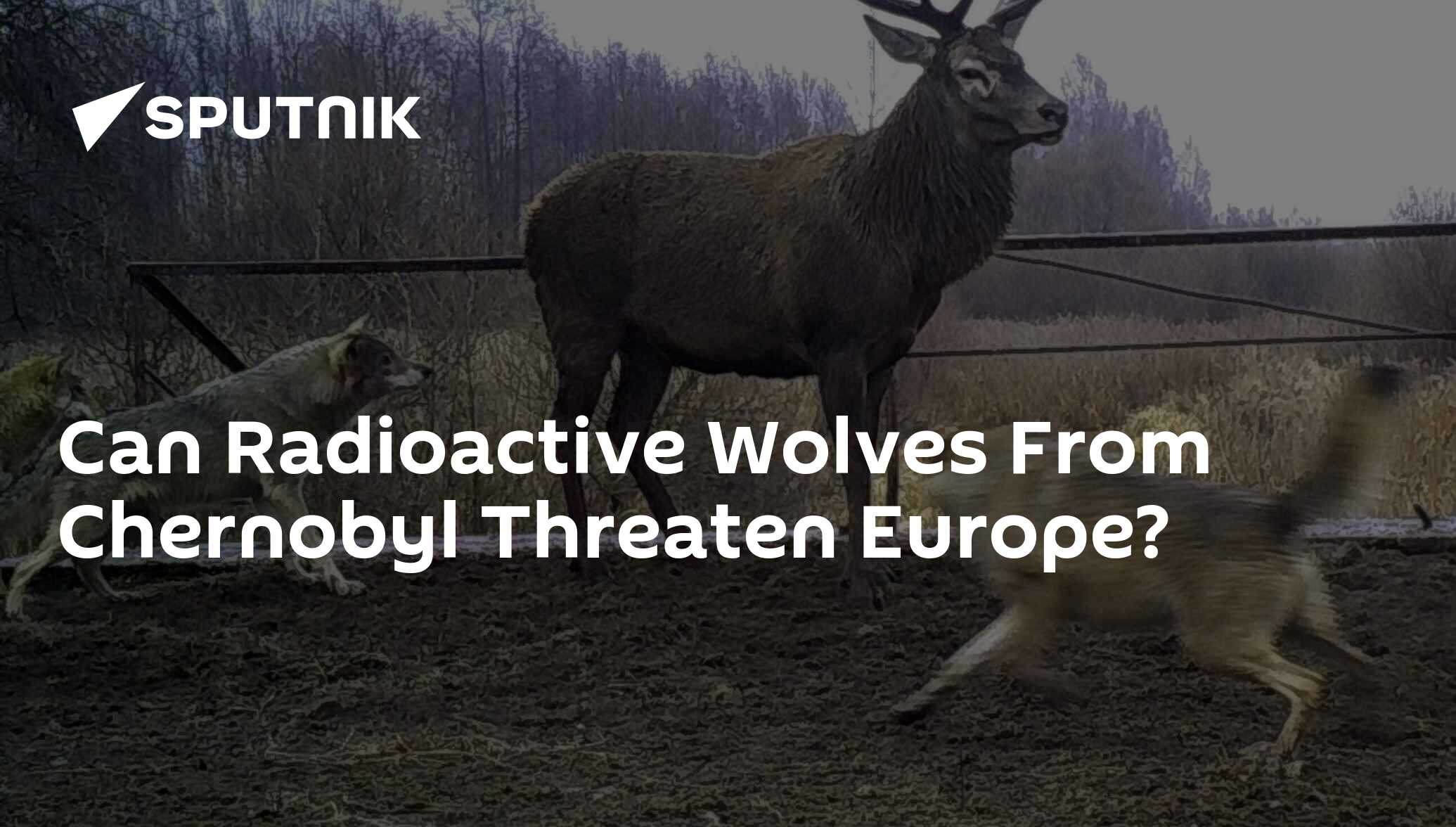 Can Radioactive Wolves From Chernobyl Threaten Europe? - 03.07.2018 ...