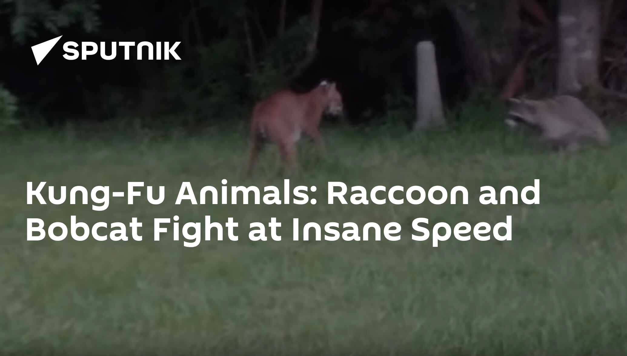Kung-Fu Animals: Raccoon and Bobcat Fight at Insane Speed - 06.07.2018 ...