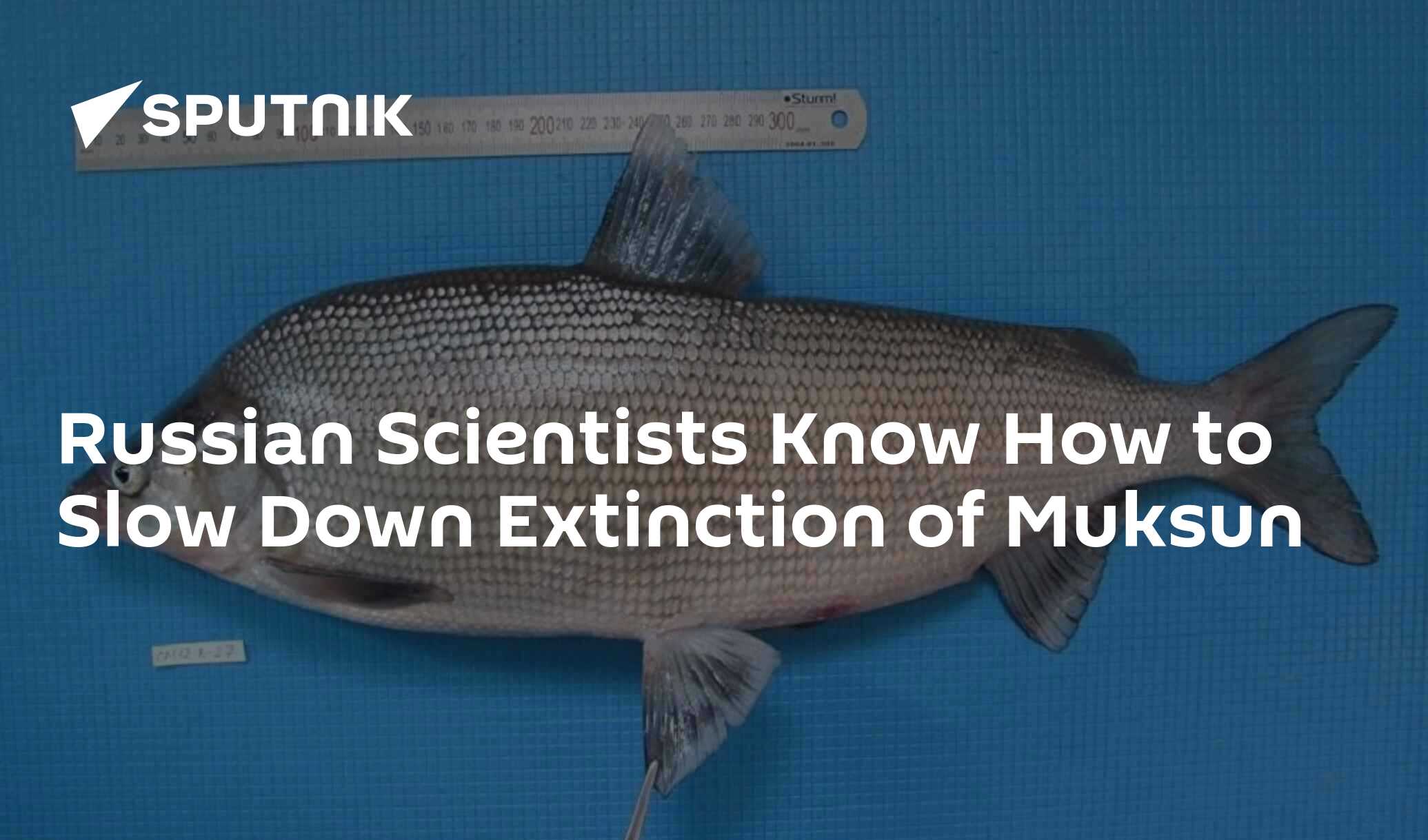 Russian Scientists Know How to Slow Down Extinction of Muksun - 11.07. ...