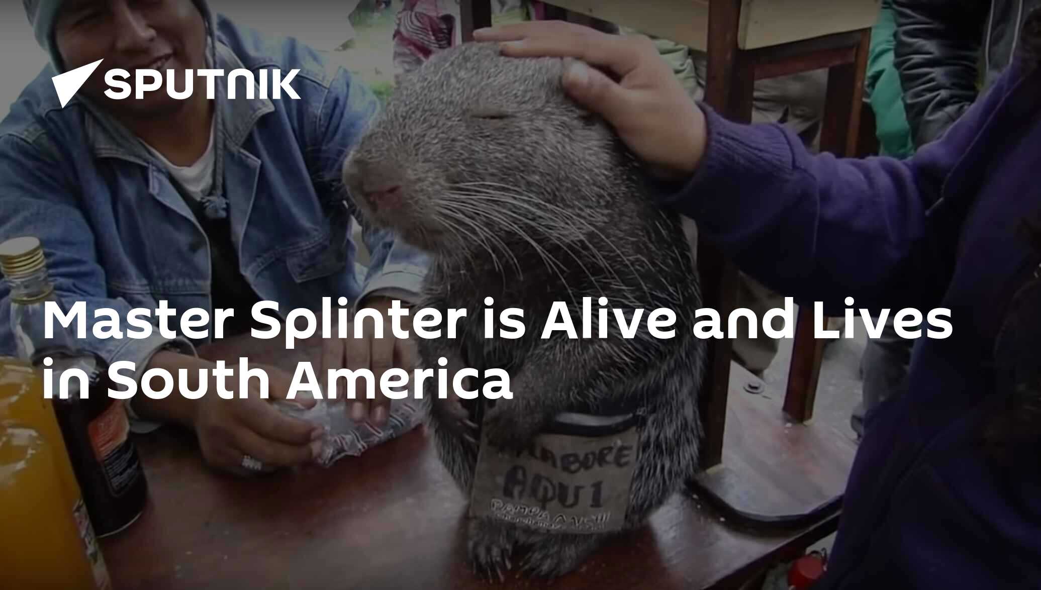 Master Splinter is Alive and Lives in South America - 19.07.2018 ...