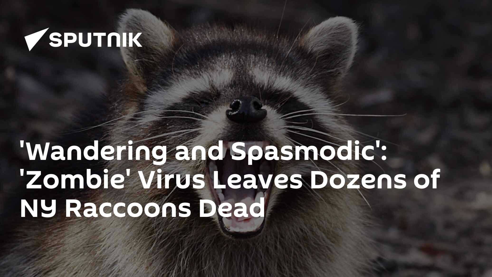 'Wandering and Spasmodic': 'Zombie' Virus Leaves Dozens of NY Raccoons ...