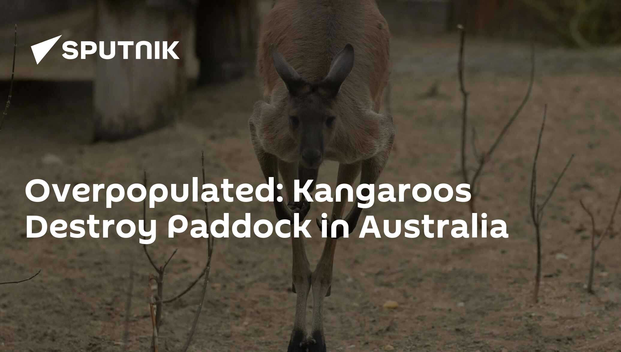 Overpopulated: Kangaroos Destroy Paddock in Australia - 29.07.2018 ...