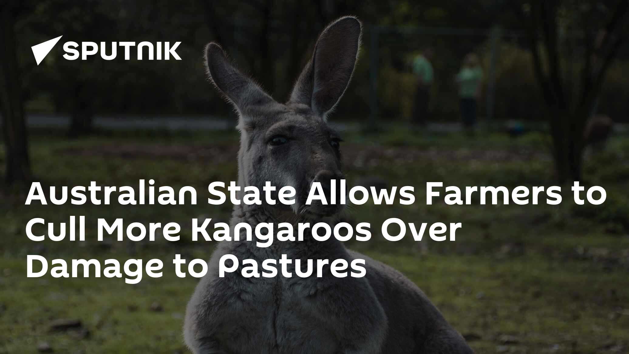 Australian State Allows Farmers to Cull More Kangaroos Over Damage to ...