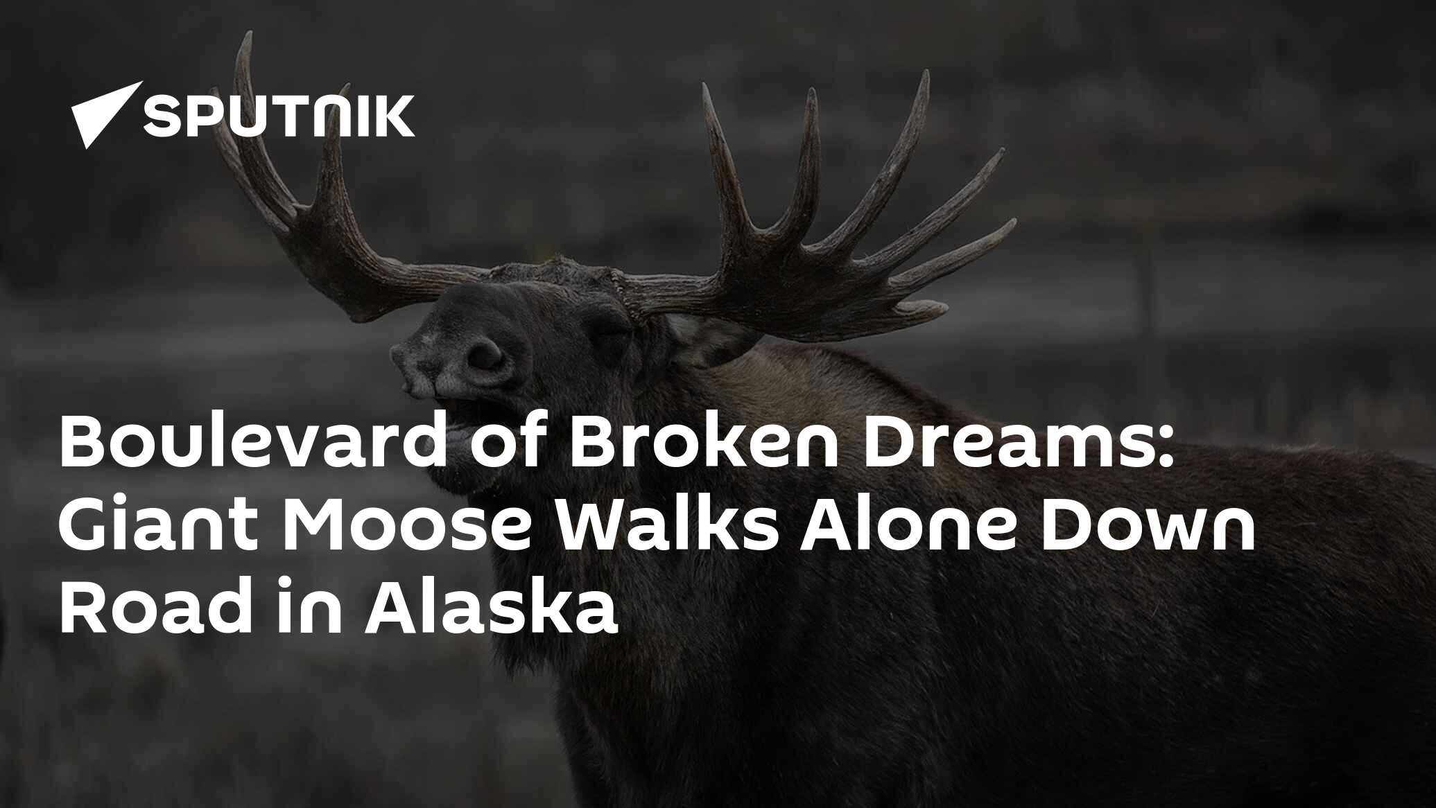 Boulevard of Broken Dreams: Giant Moose Walks Alone Down Road in Alaska ...