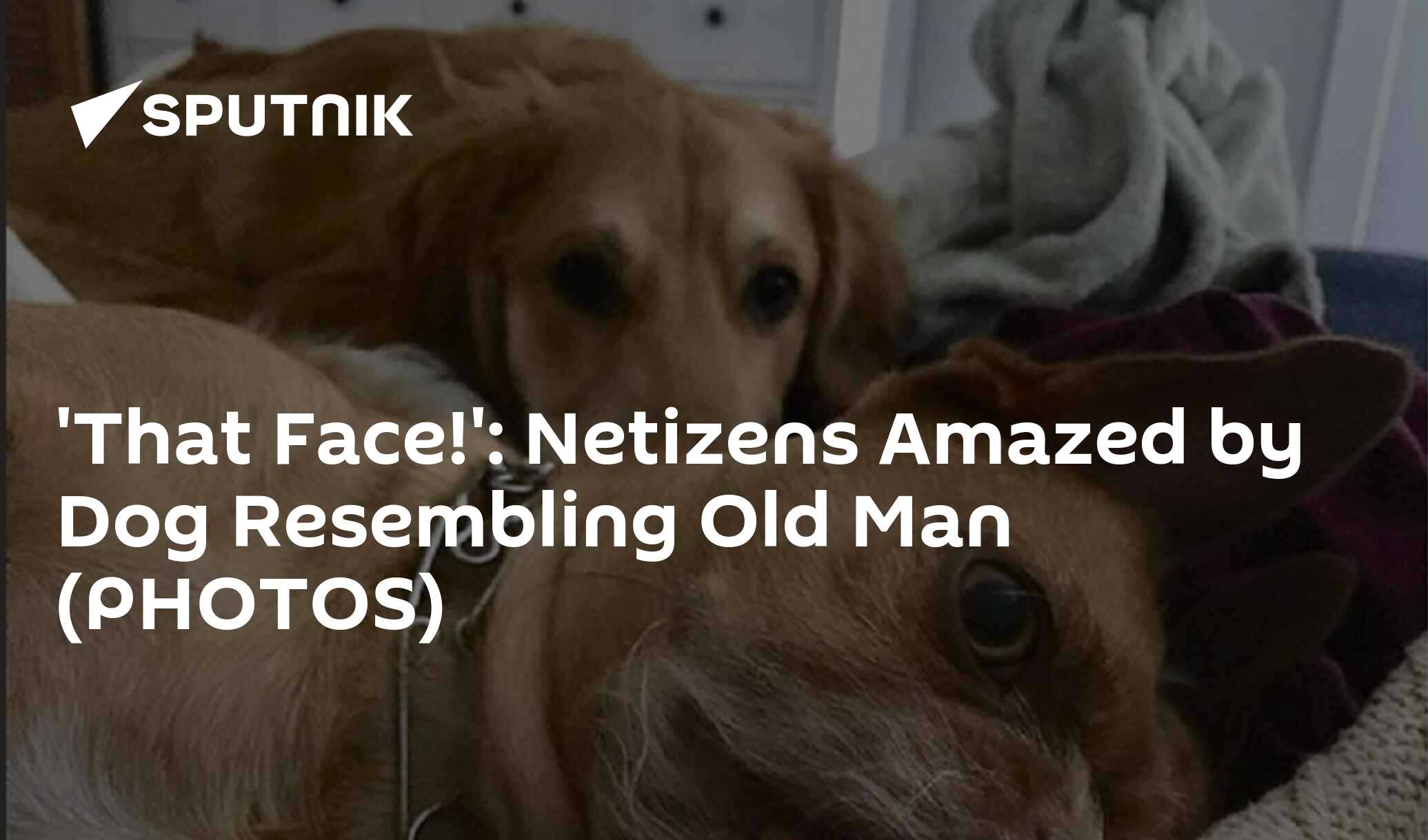 'That Face!': Netizens Amazed by Dog Resembling Old Man (PHOTOS) - 22. ...