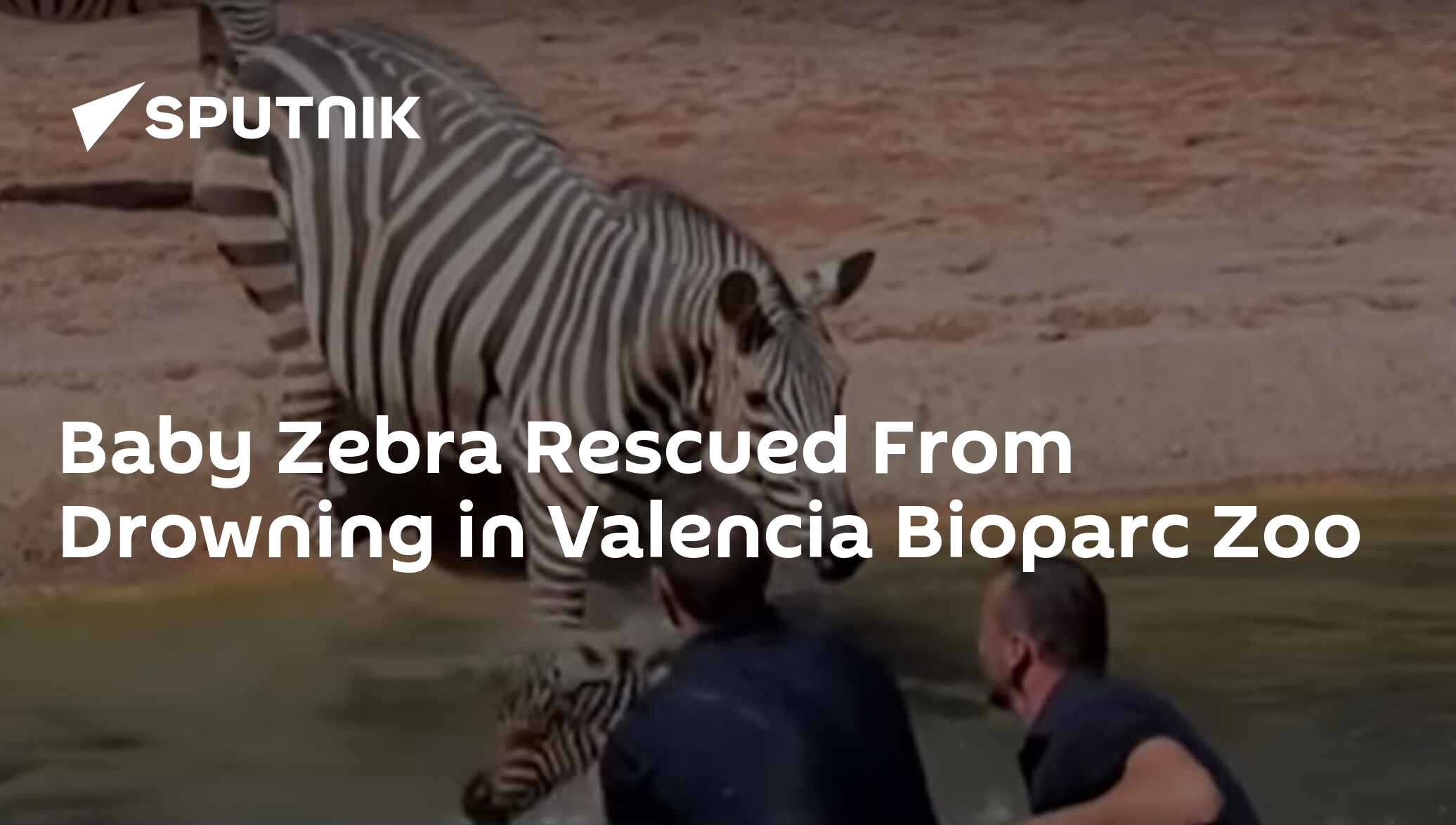 Baby Zebra Rescued From Drowning in Valencia Bioparc Zoo - 09.09.2018 ...