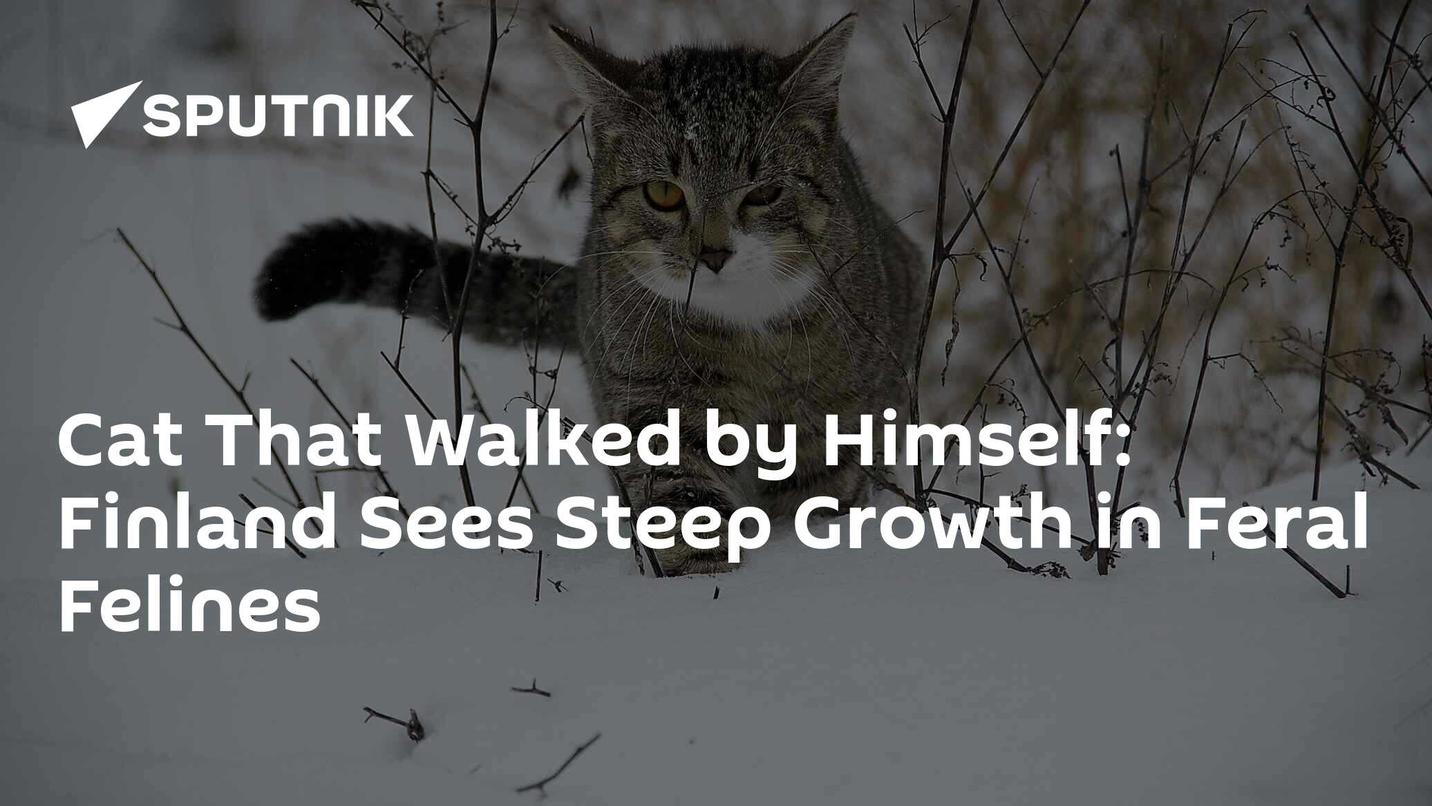 Cat That Walked by Himself: Finland Sees Steep Growth in Feral Felines ...