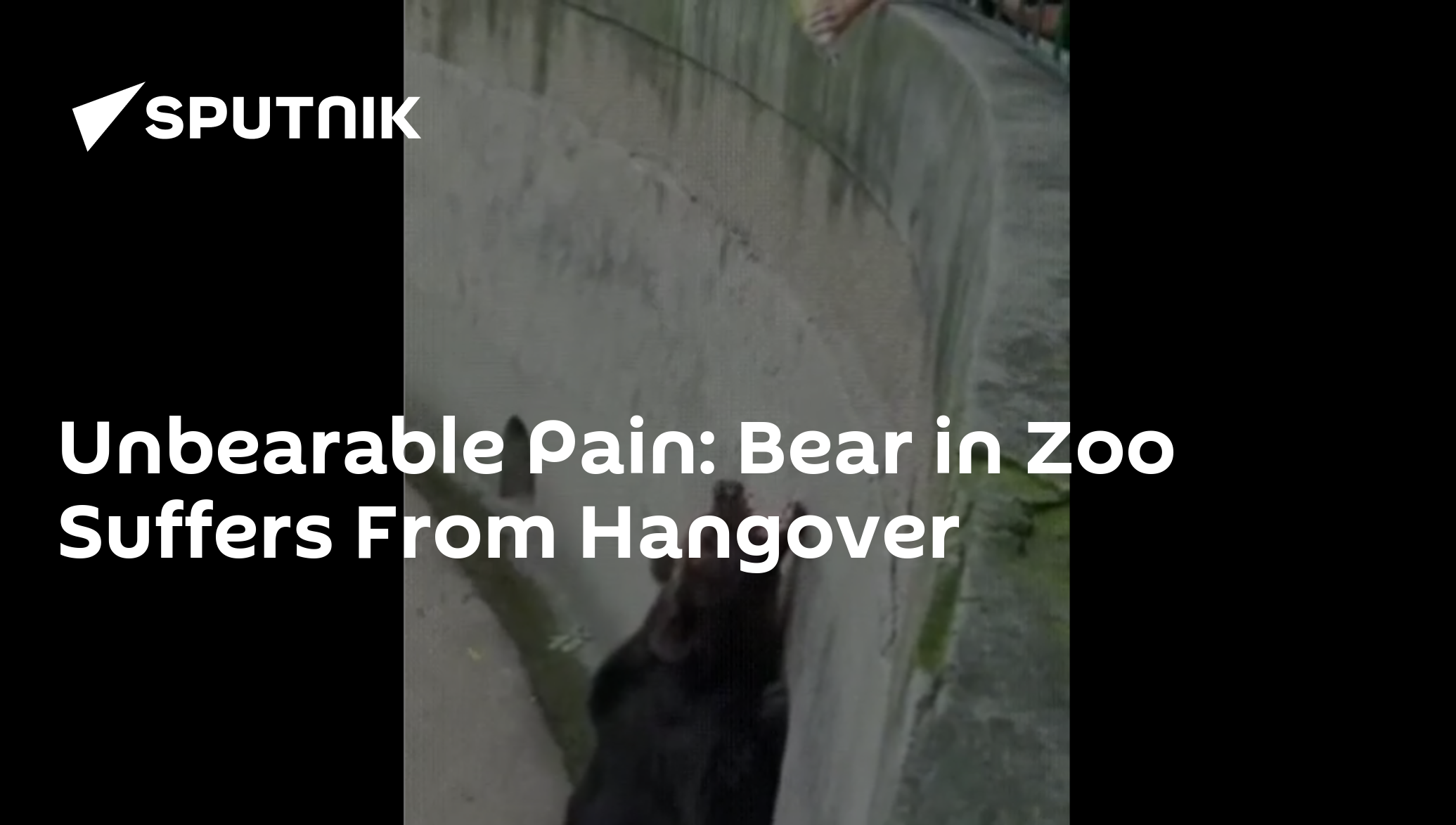 Unbearable Pain: Bear in Zoo Suffers From Hangover - 19.10.2018 ...