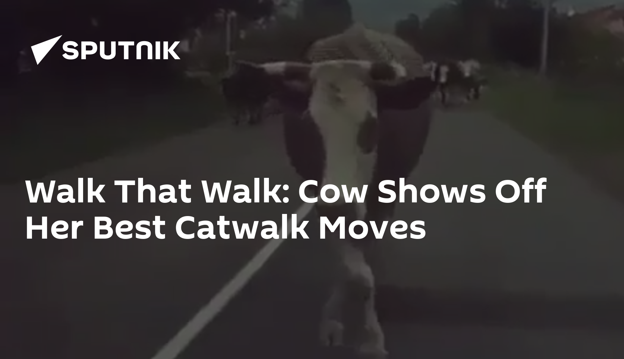 Walk That Walk: Cow Shows Off Her Best Catwalk Moves - 21.10.2018 ...
