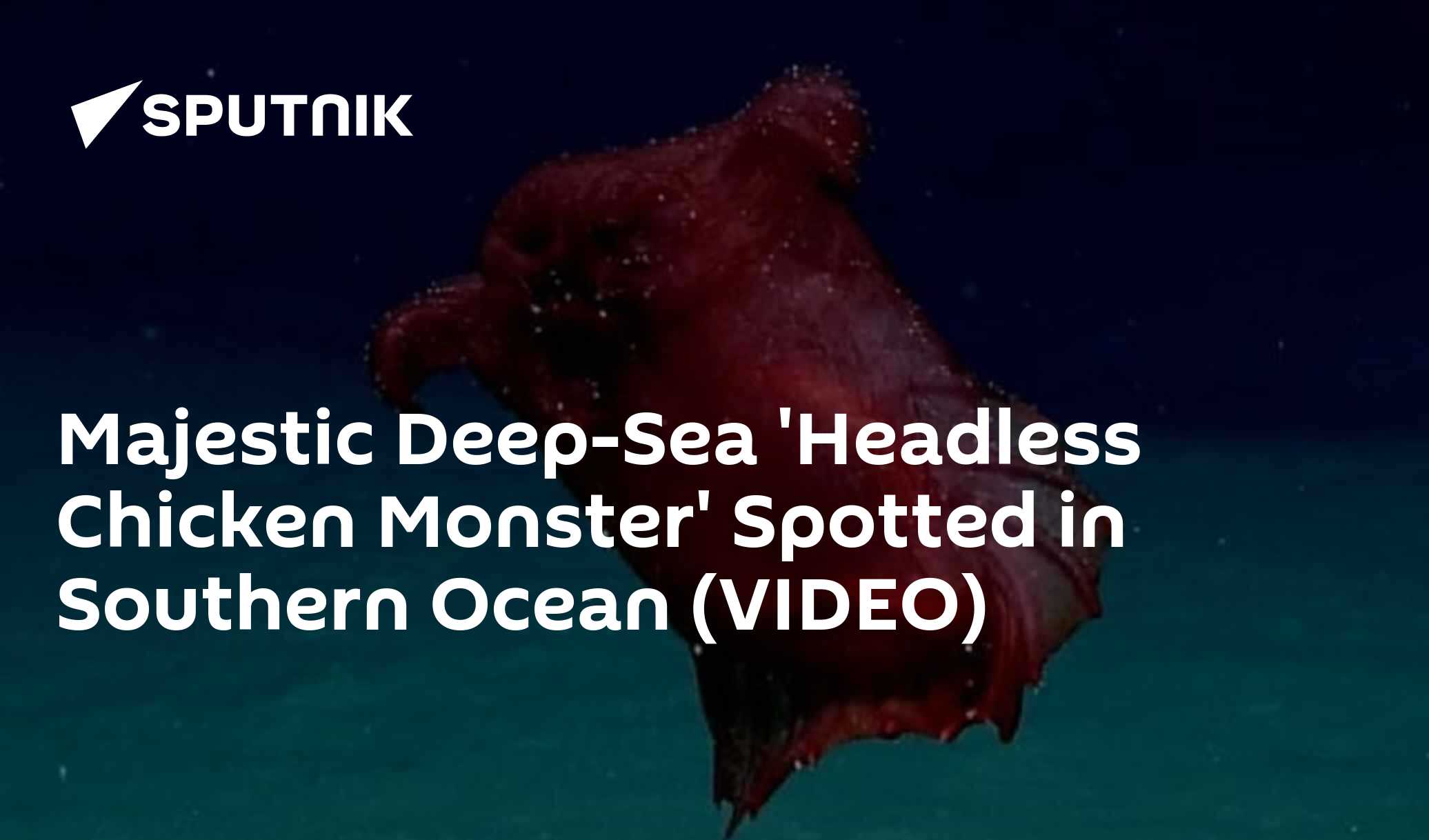 Majestic Deep-Sea 'Headless Chicken Monster' Spotted in Southern Ocean ...