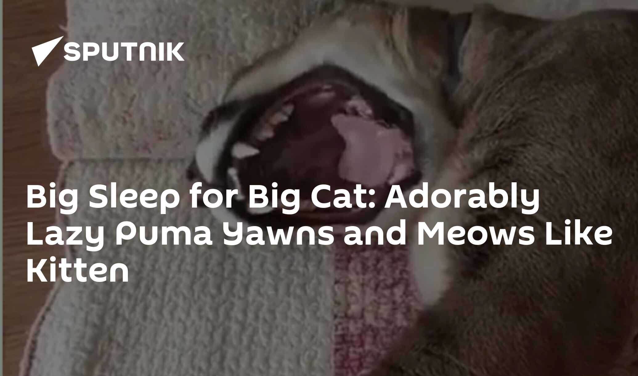 Big Sleep for Big Cat: Adorably Lazy Puma Yawns and Meows Like Kitten ...
