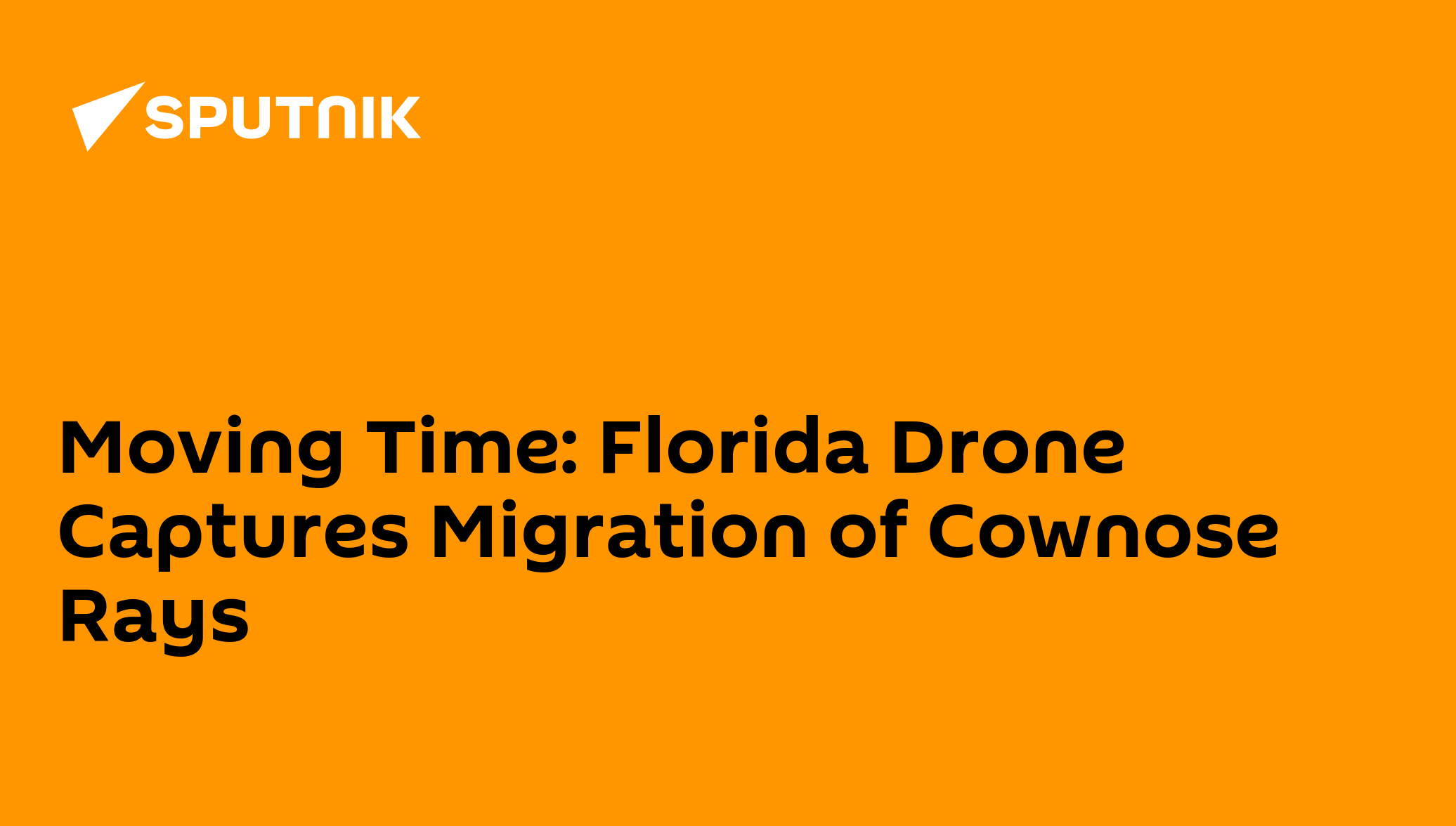 Moving Time: Florida Drone Captures Migration of Cownose Rays - 26.10. ...