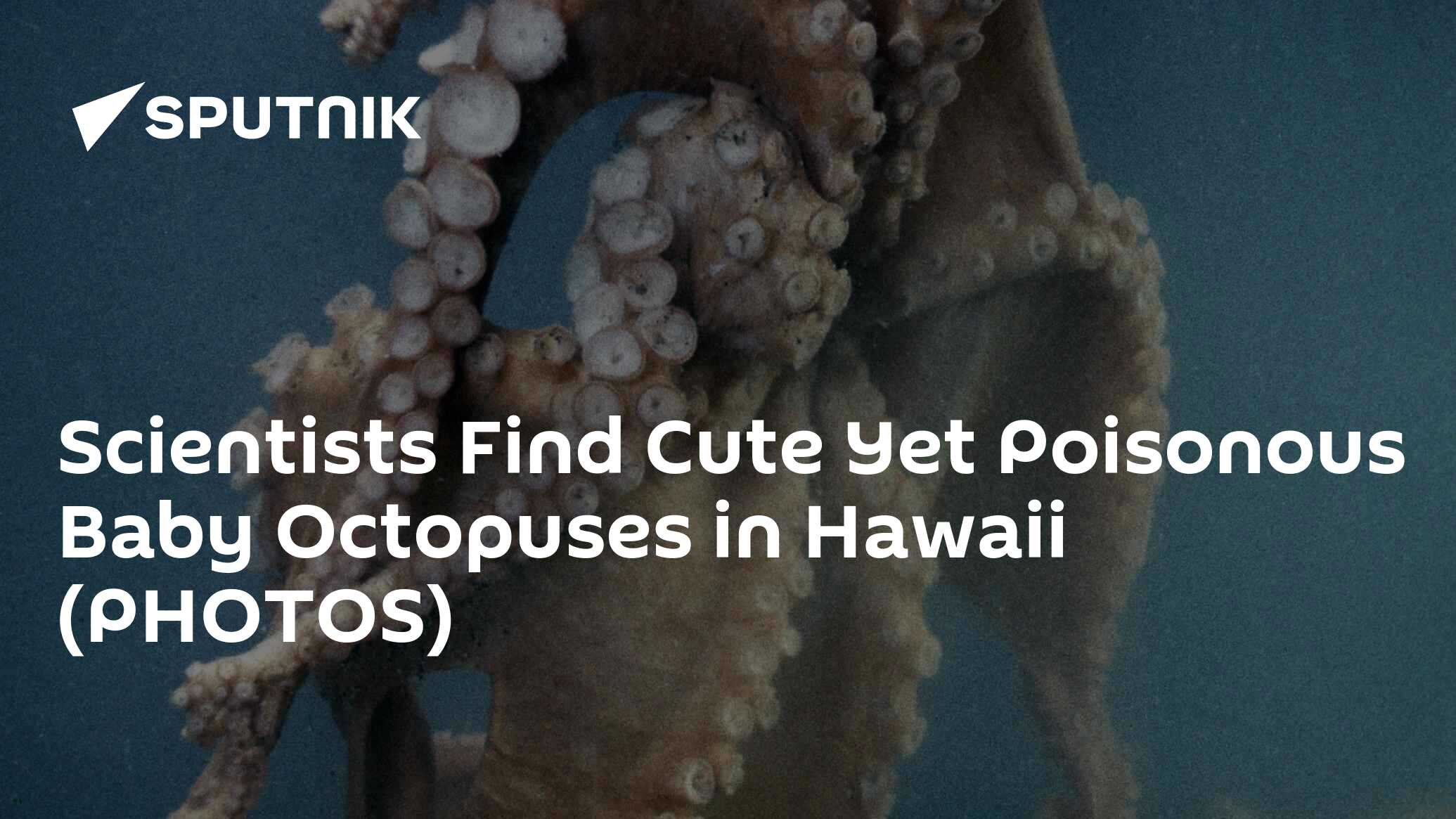 Scientists Find Cute Yet Poisonous Baby Octopuses in Hawaii (PHOTOS ...