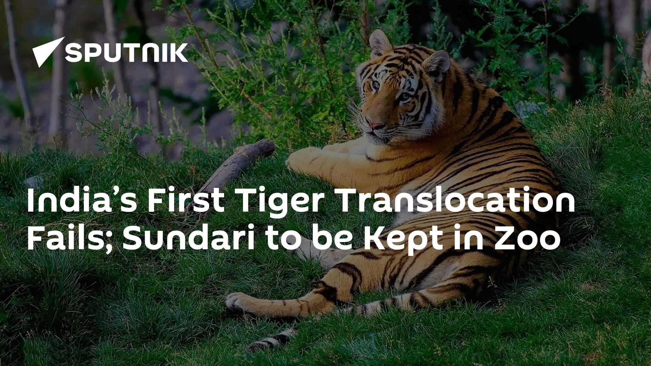 India’s First Tiger Translocation Fails; Sundari to be Kept in Zoo - 31 ...