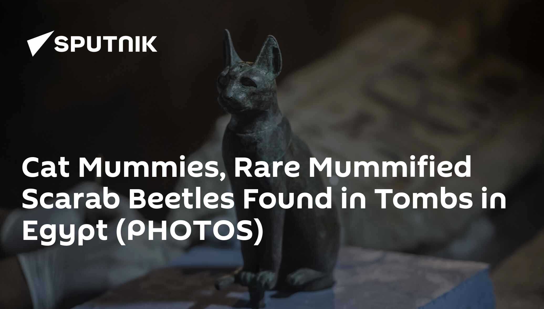 Cat Mummies, Rare Mummified Scarab Beetles Found in Tombs in Egypt ...