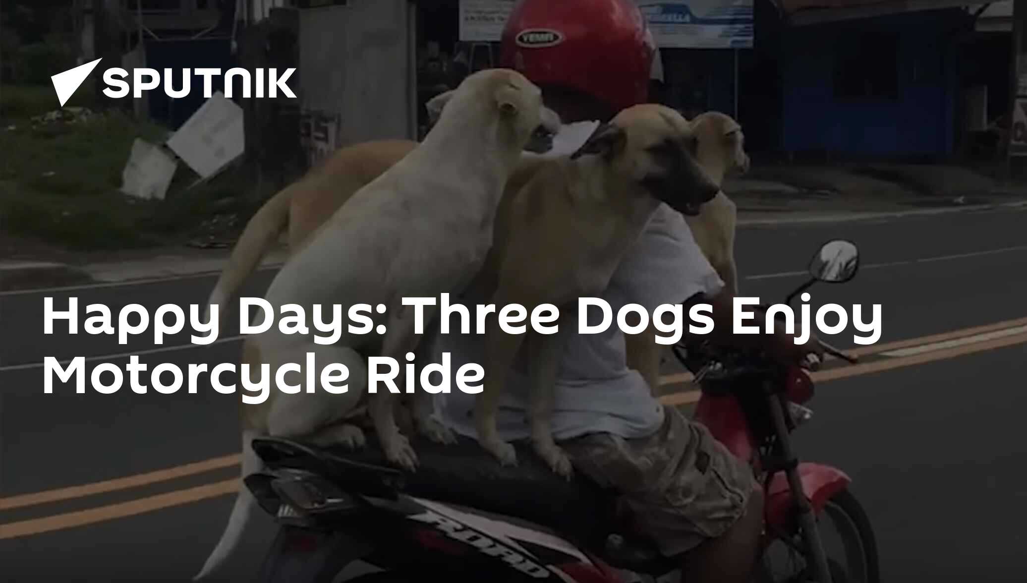 Happy Days: Three Dogs Enjoy Motorcycle Ride - 14.11.2018, Sputnik ...