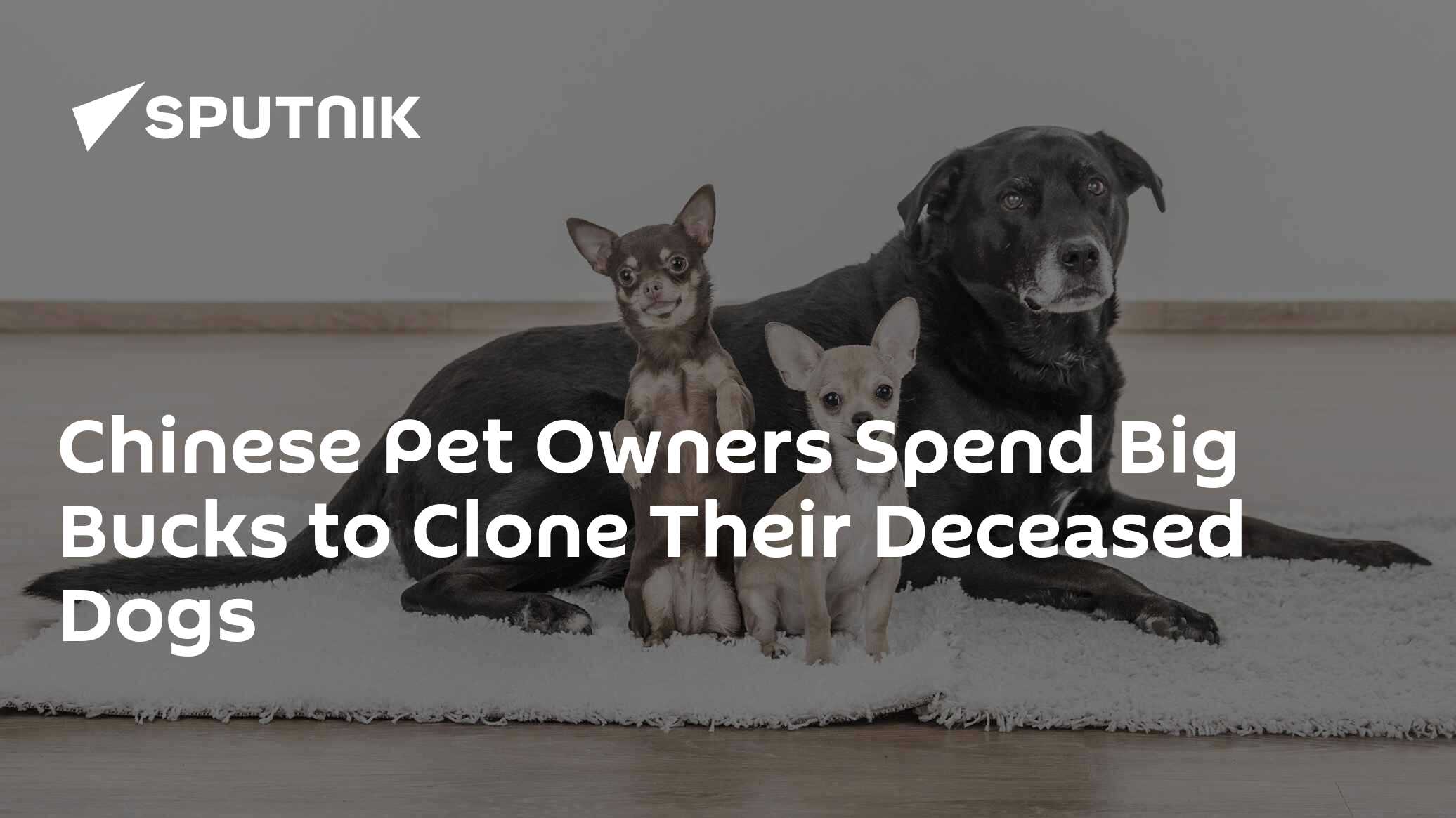 Chinese Pet Owners Spend Big Bucks to Clone Their Deceased Dogs - 22.11 ...