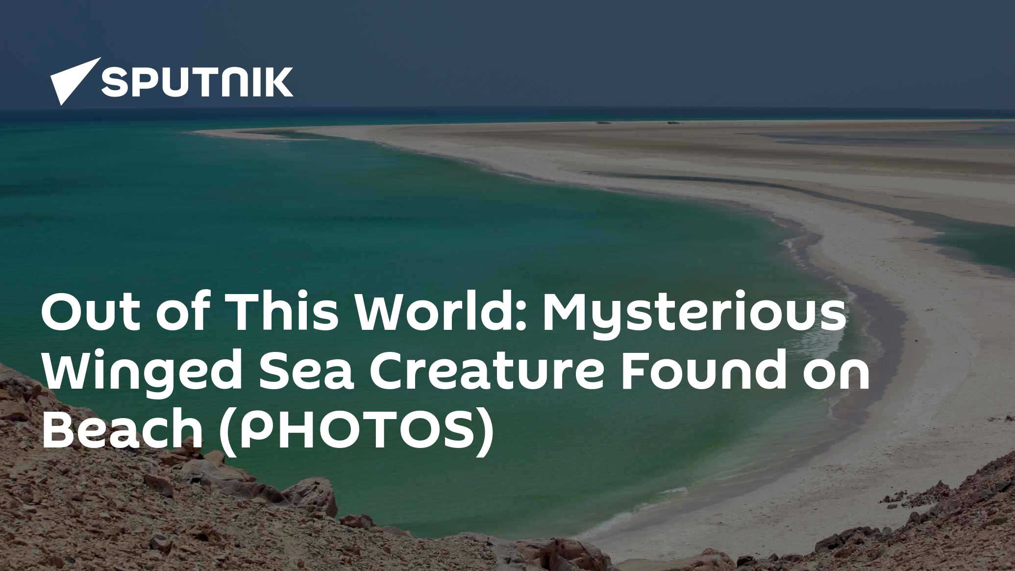 Out of This World: Mysterious Winged Sea Creature Found on Beach ...