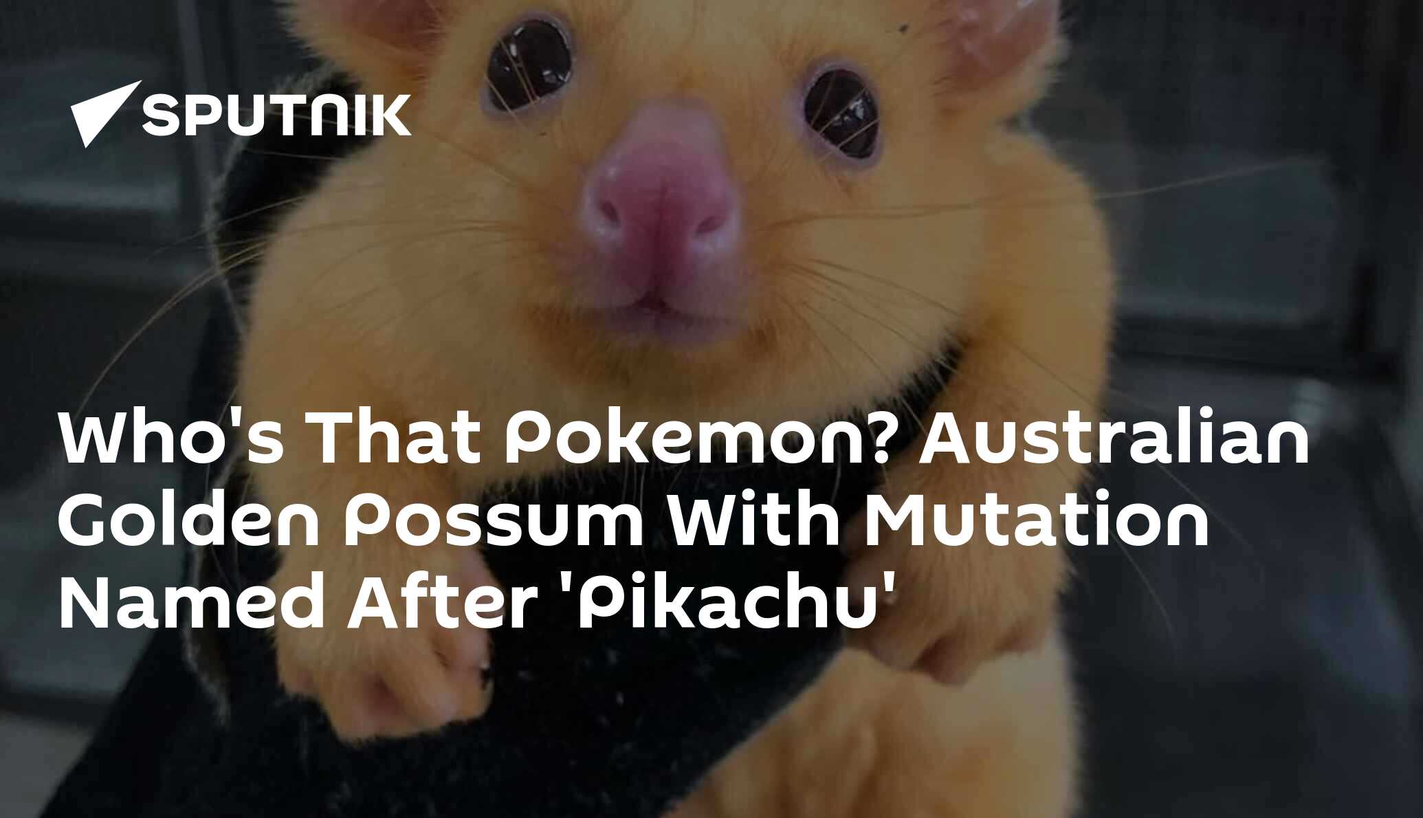 Who's That Pokemon? Australian Golden Possum With Mutation Named After ...