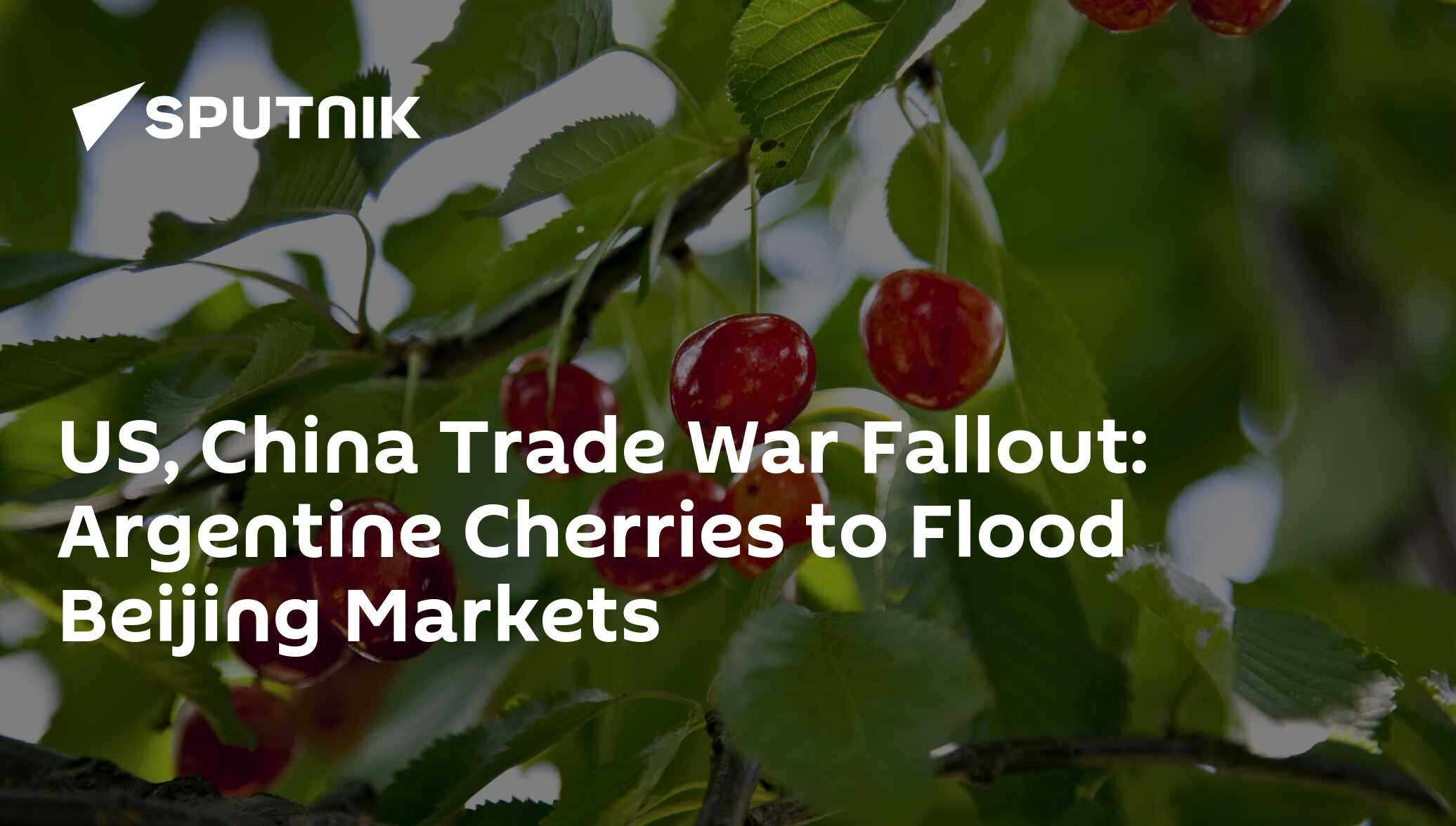 US, China Trade War Fallout: Argentine Cherries to Flood Beijing ...