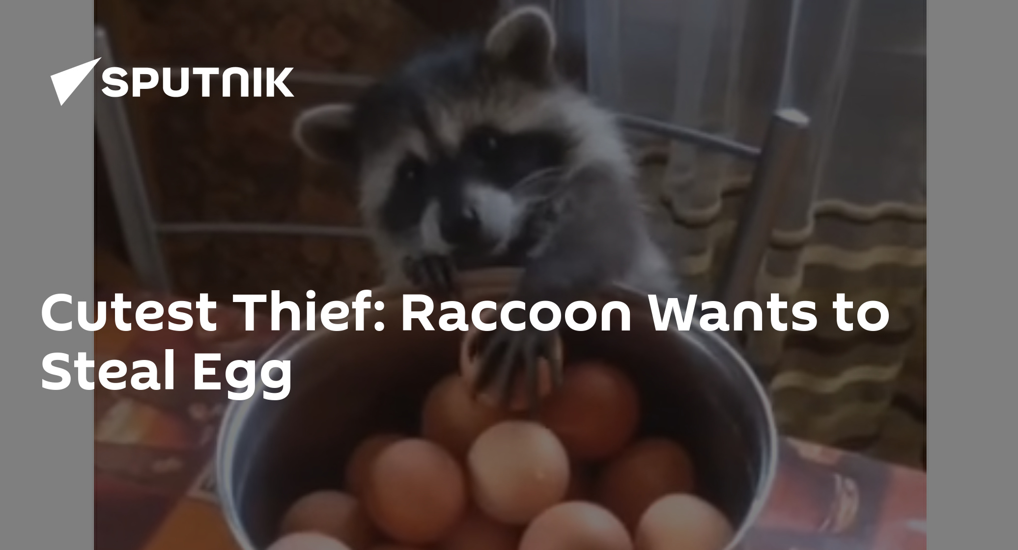 Cutest Thief: Raccoon Wants to Steal Egg - 10.12.2018, Sputnik ...