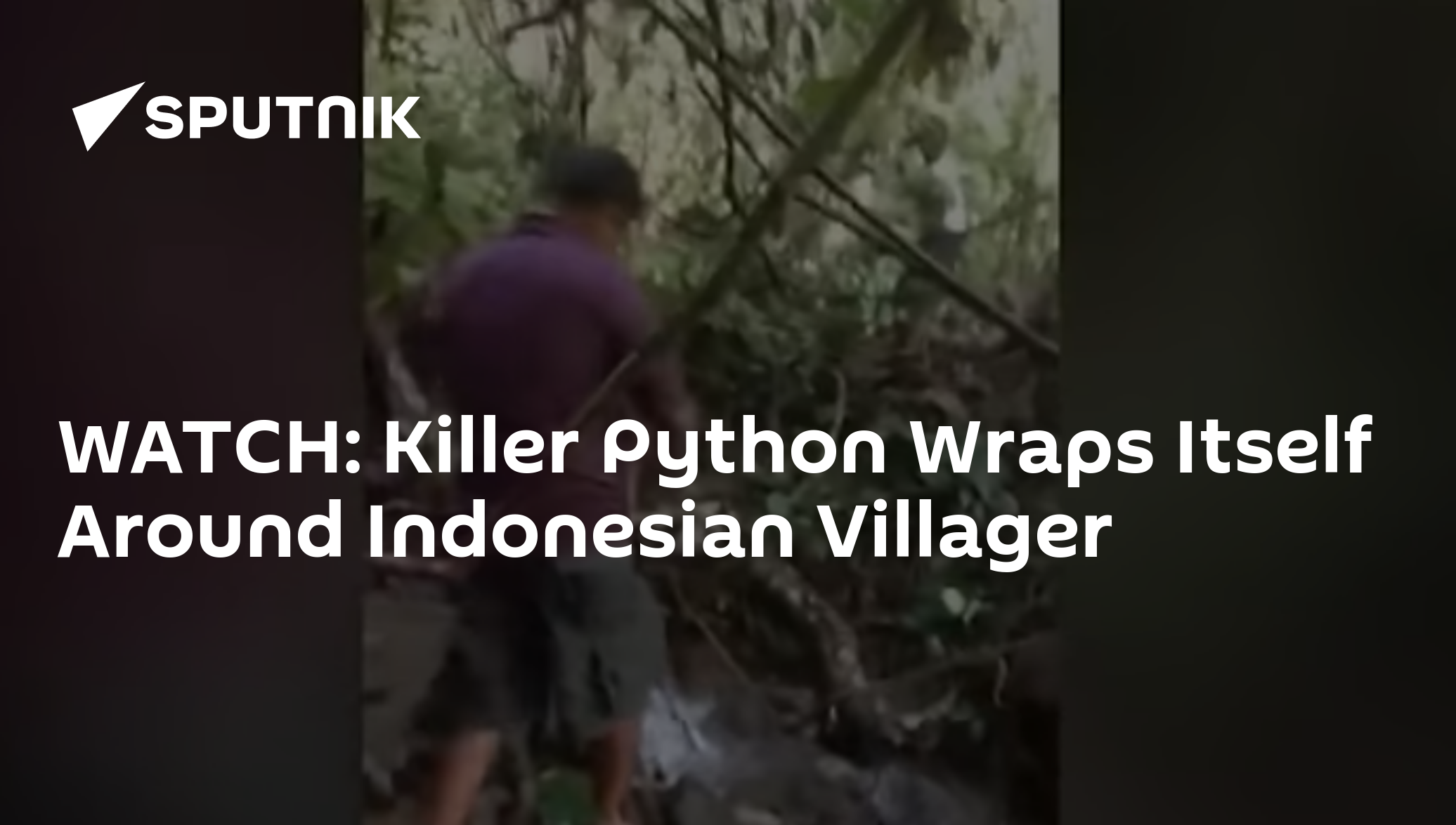 WATCH: Killer Python Wraps Itself Around Indonesian Villager - 11.12. ...