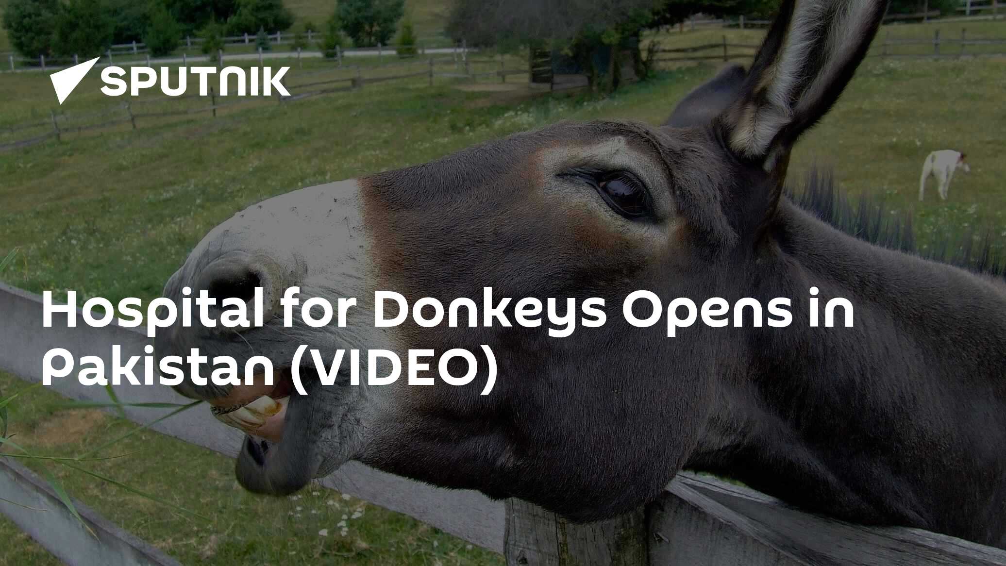 Hospital for Donkeys Opens in Pakistan (VIDEO) - 21.12.2018, Sputnik ...