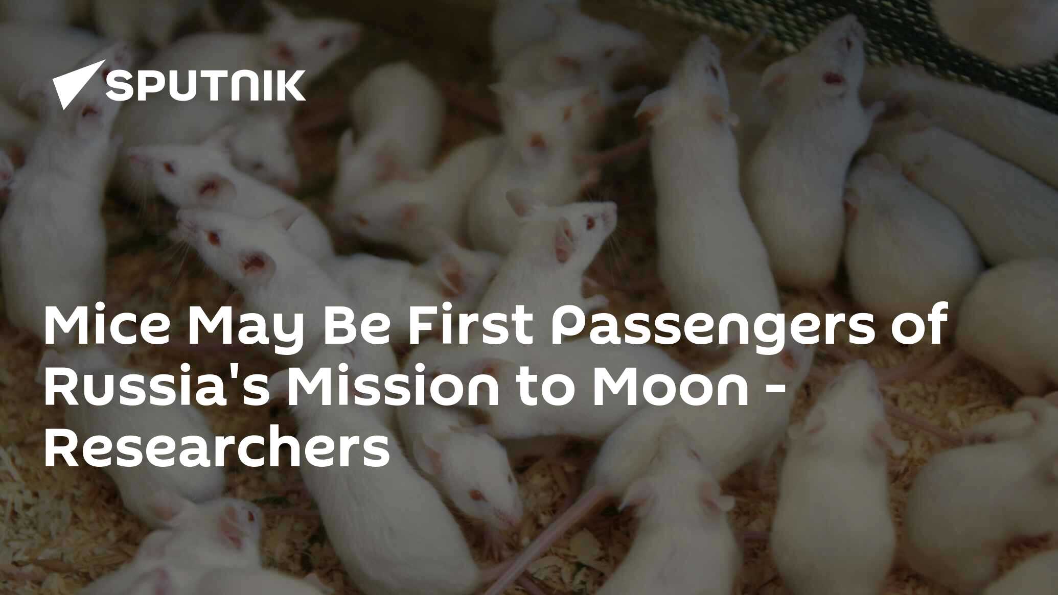 Mice May Be First Passengers of Russia's Mission to Moon - Researchers ...