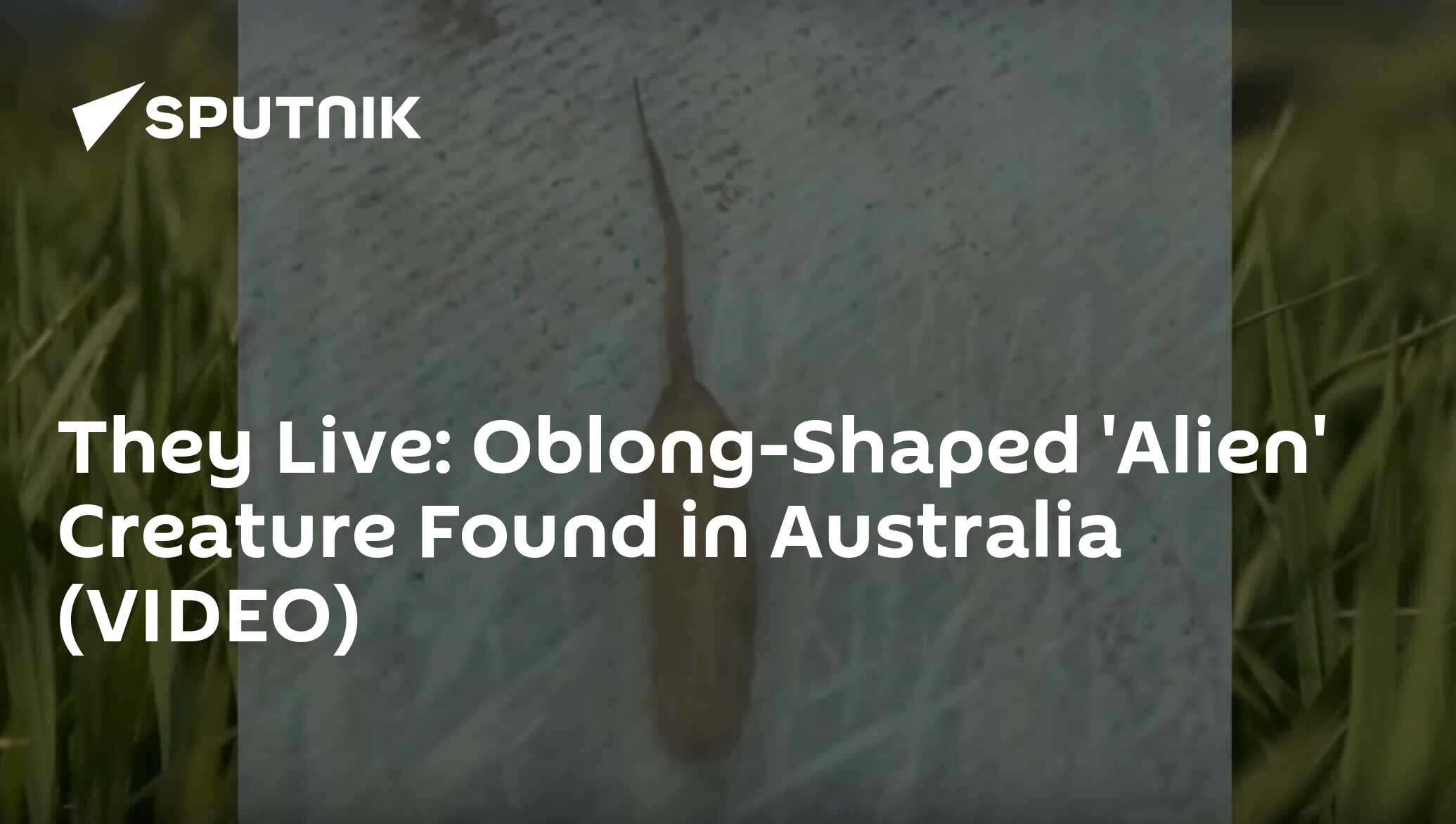 They Live: Oblong-Shaped 'Alien' Creature Found in Australia (VIDEO ...