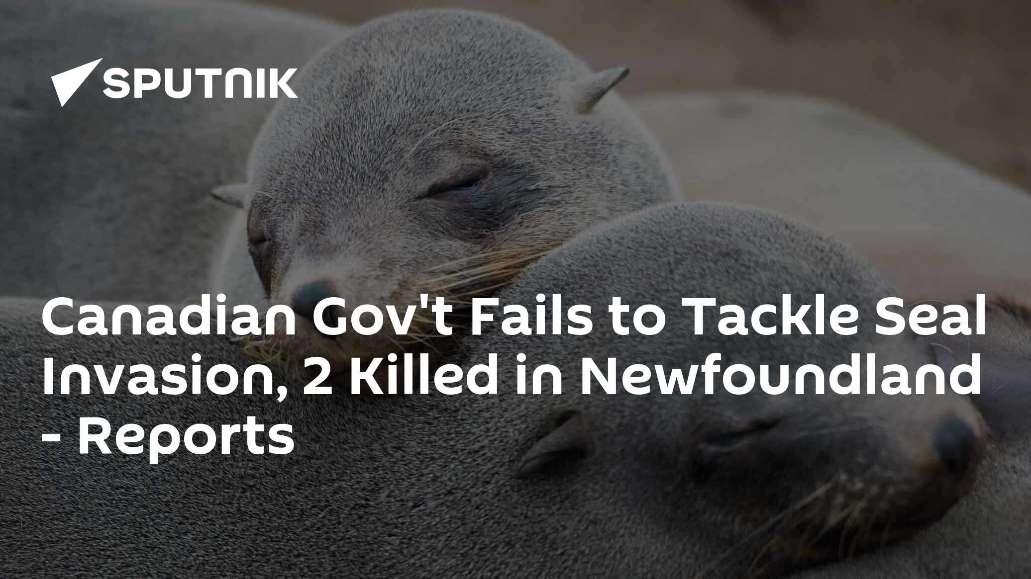 Canadian Gov't Fails to Tackle Seal Invasion, 2 Killed in Newfoundland ...