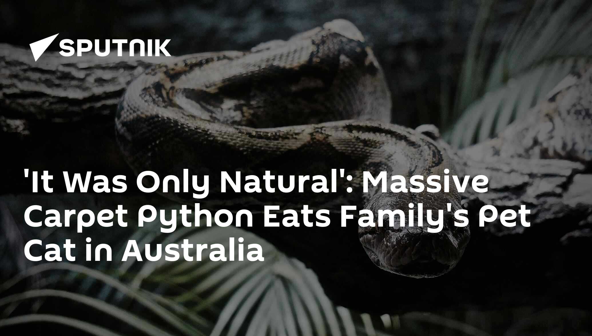 'It Was Only Natural': Massive Carpet Python Eats Family's Pet Cat in ...