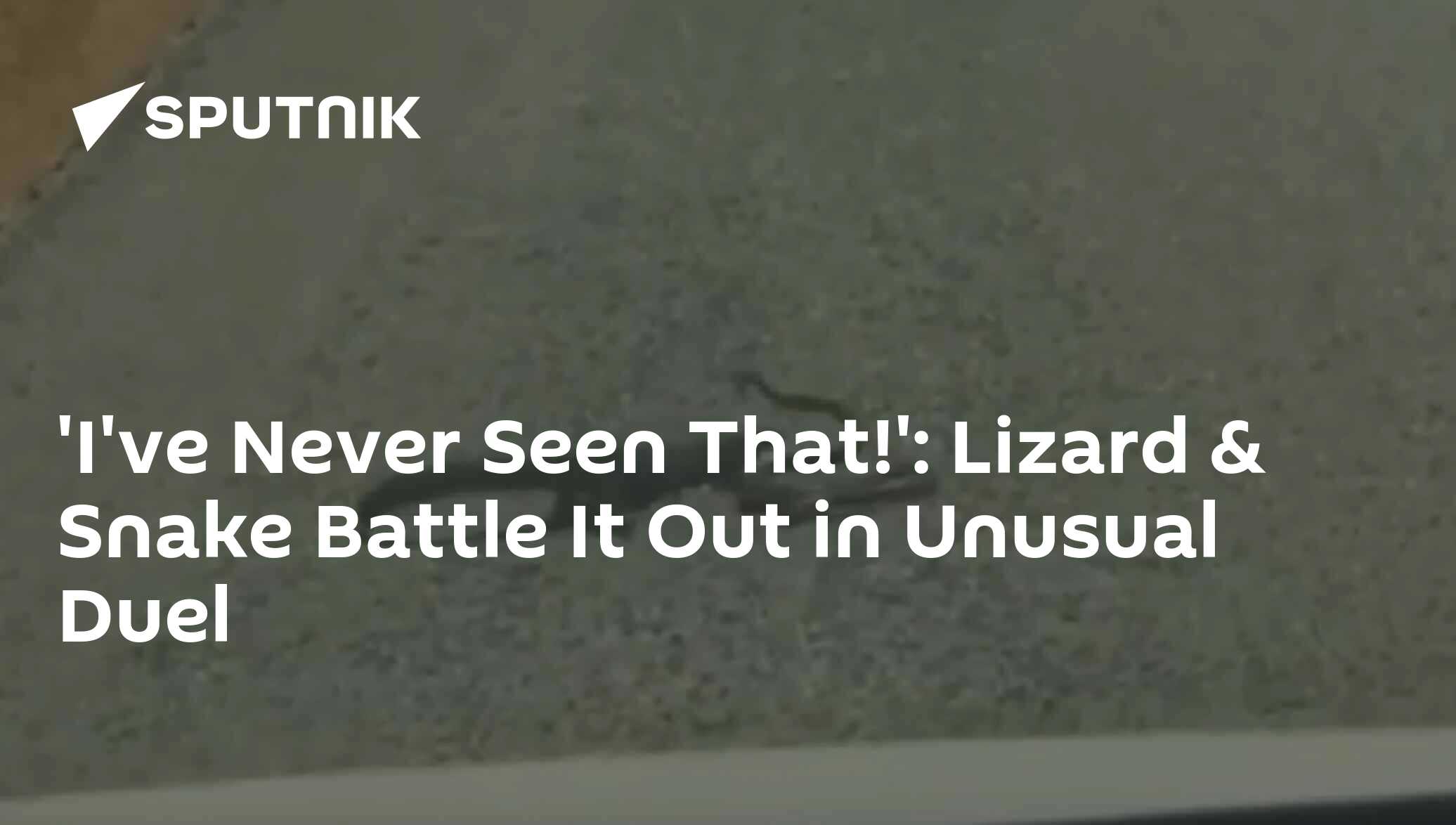 'I've Never Seen That!': Lizard & Snake Battle It Out in Unusual Duel ...