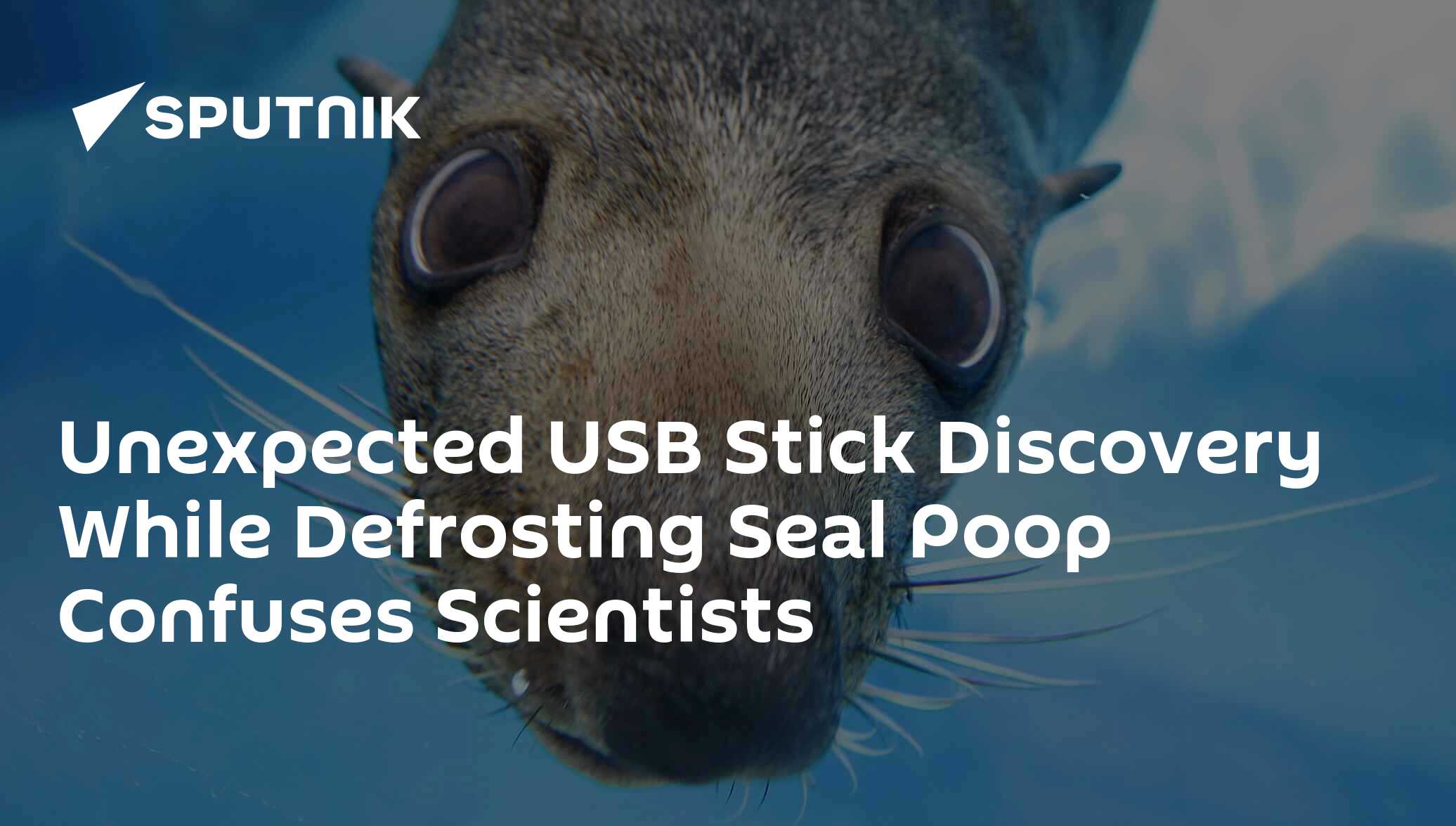 Unexpected USB Stick Discovery While Defrosting Seal Poop Confuses ...