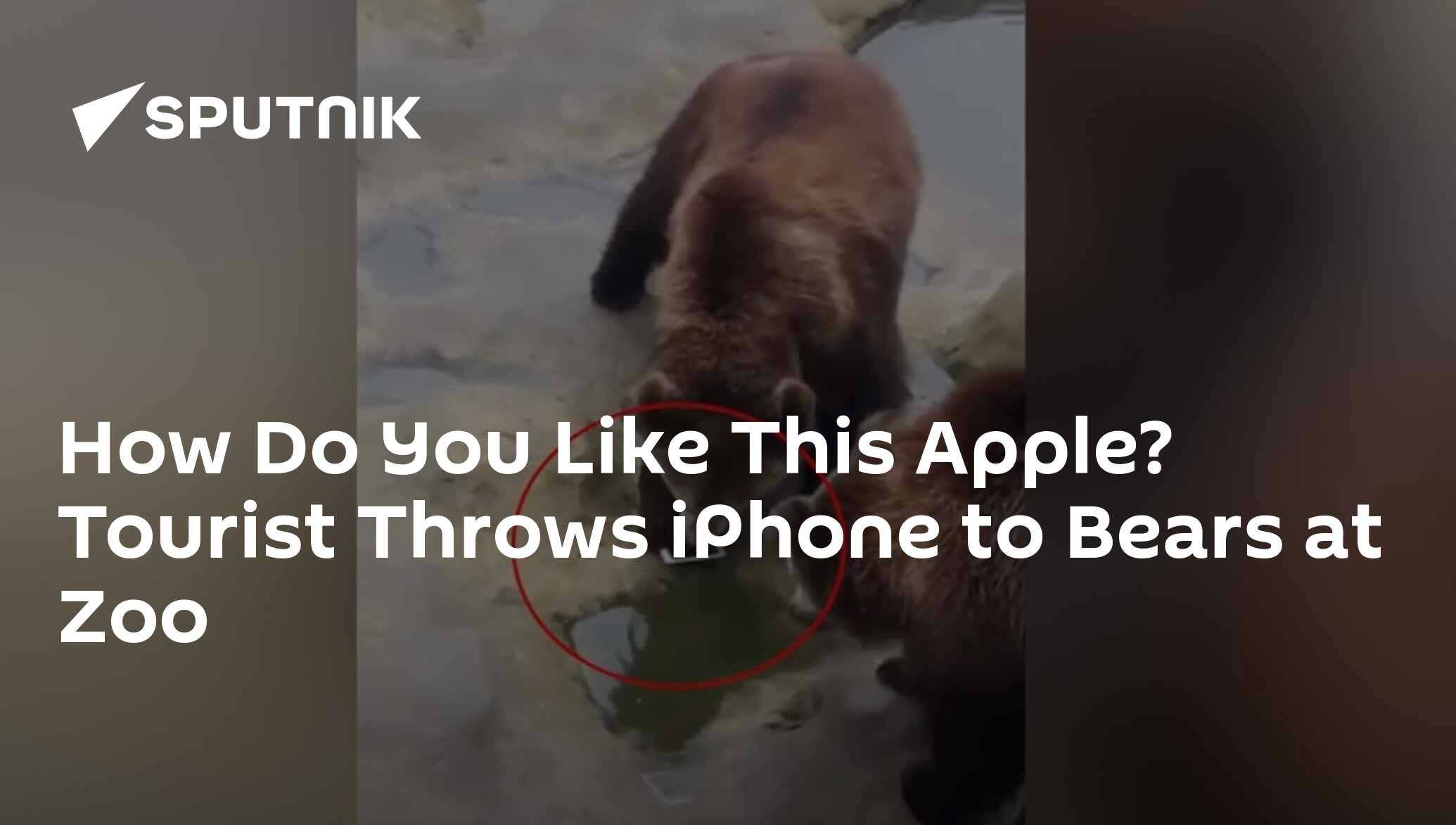 How Do You Like This Apple? Tourist Throws iPhone to Bears at Zoo - 12. ...