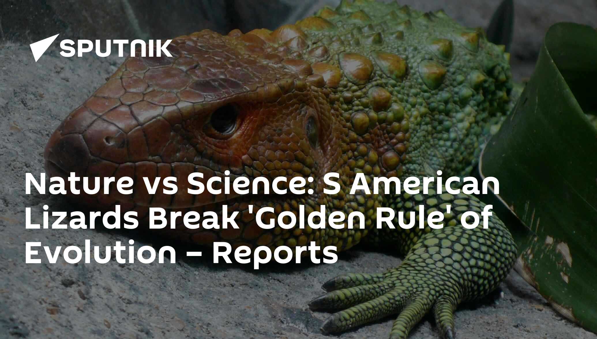 Nature vs Science: S American Lizards Break 'Golden Rule' of Evolution ...