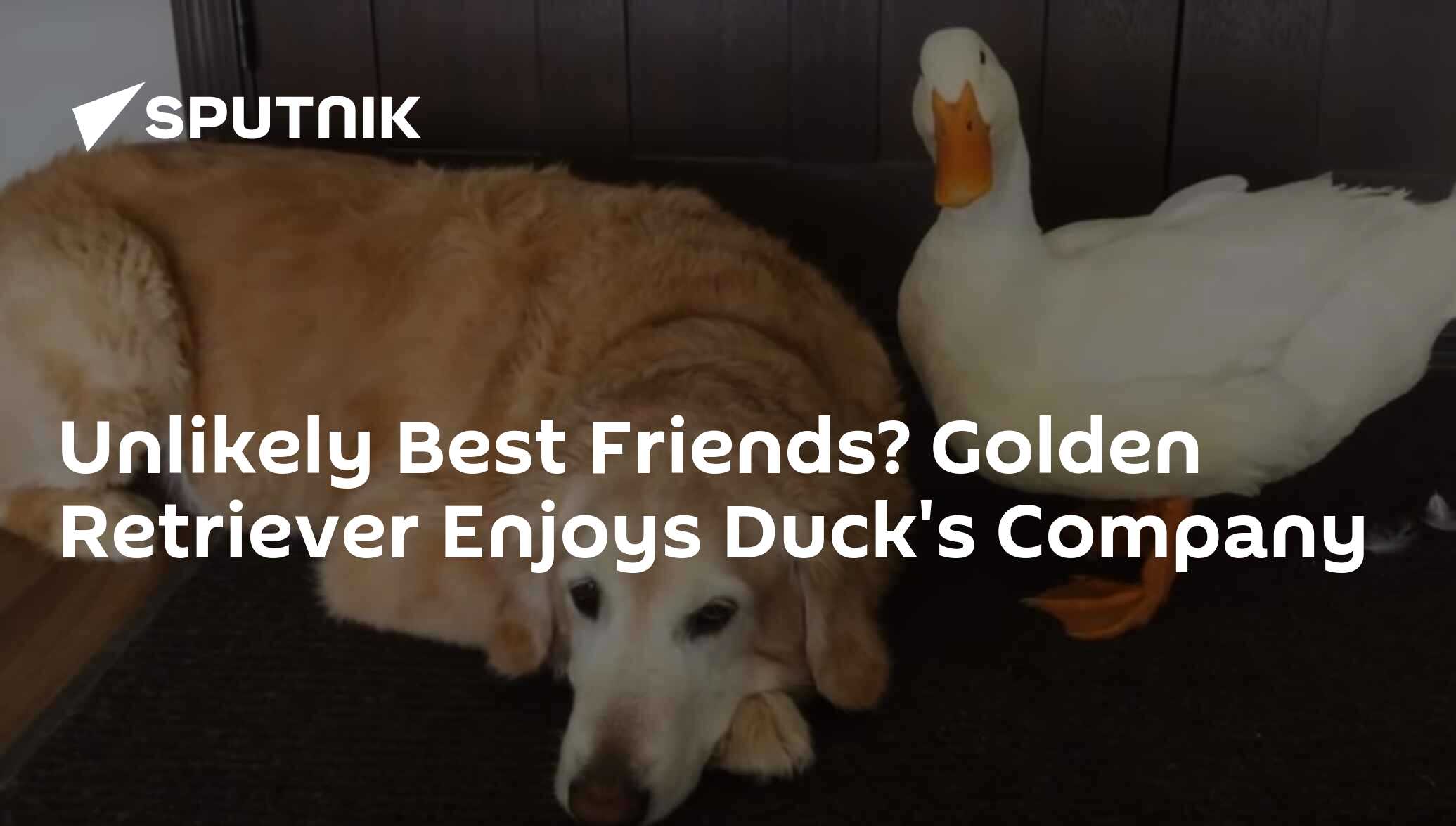 Unlikely Best Friends? Golden Retriever Enjoys Duck's Company - 22.02. ...